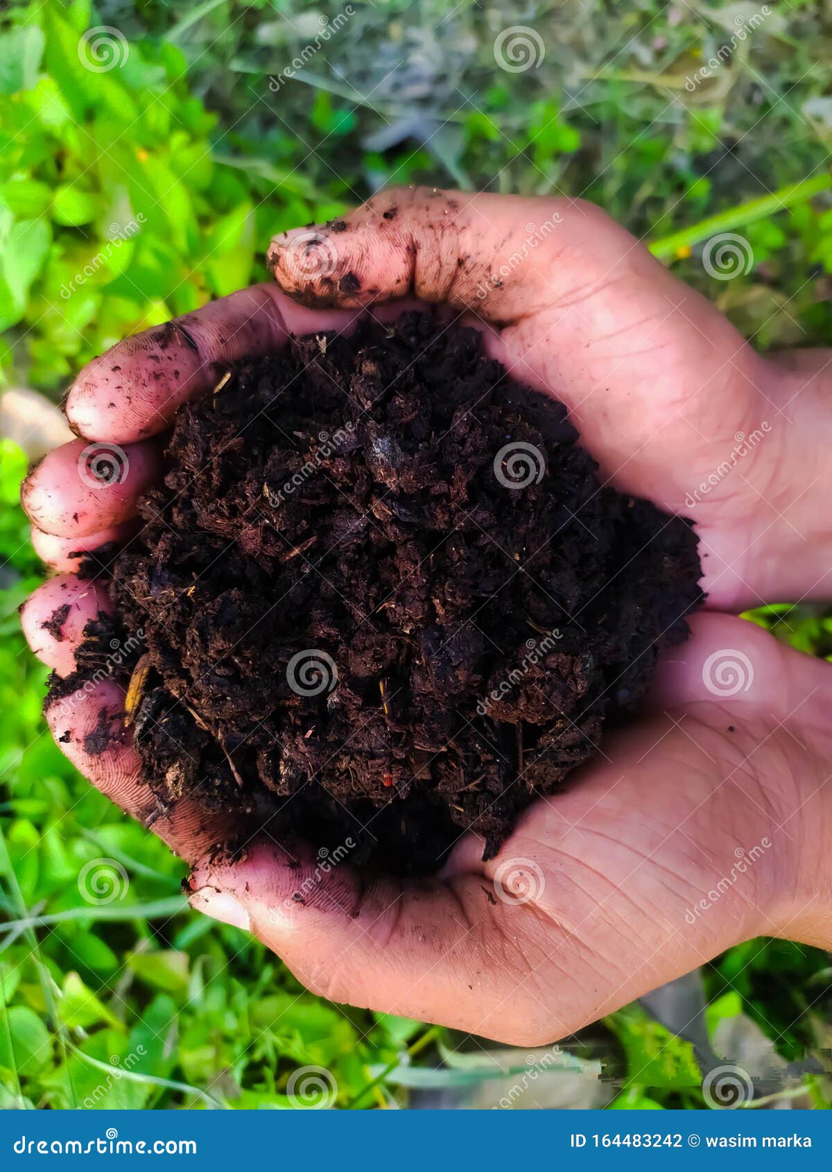 Organic Fertilizers on Hand Stock Photo - Image of organic, manure ...