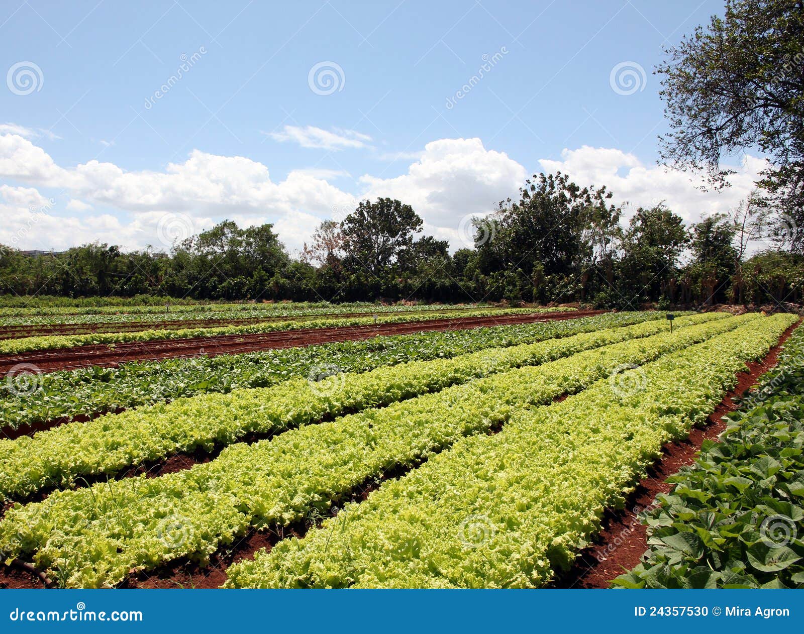 Organic Fields stock photo. Image of grow, outdoor, growing - 24357530