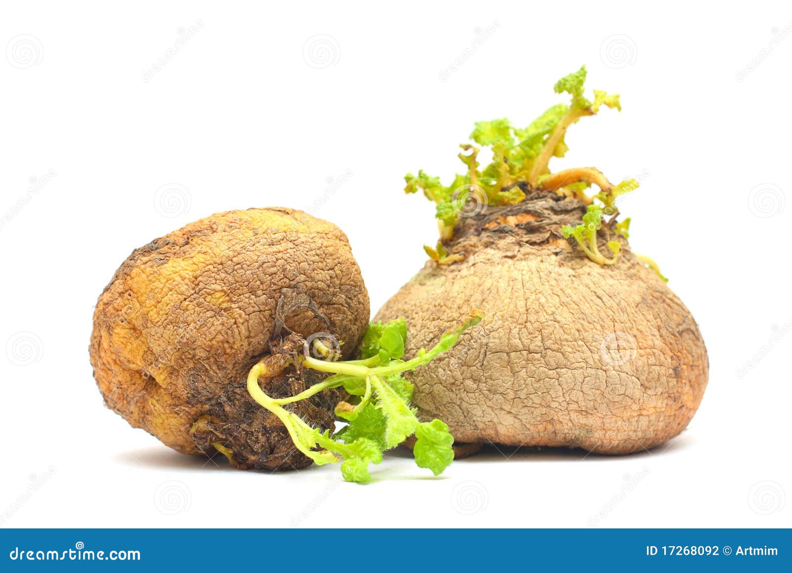 Organic Food - Two Natural Turnip Stock Photo - Image of natural, germ ...
