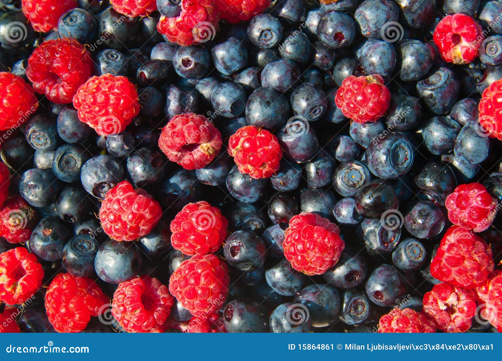Organic Forest Fruit stock image. Image of blueberry - 15864861