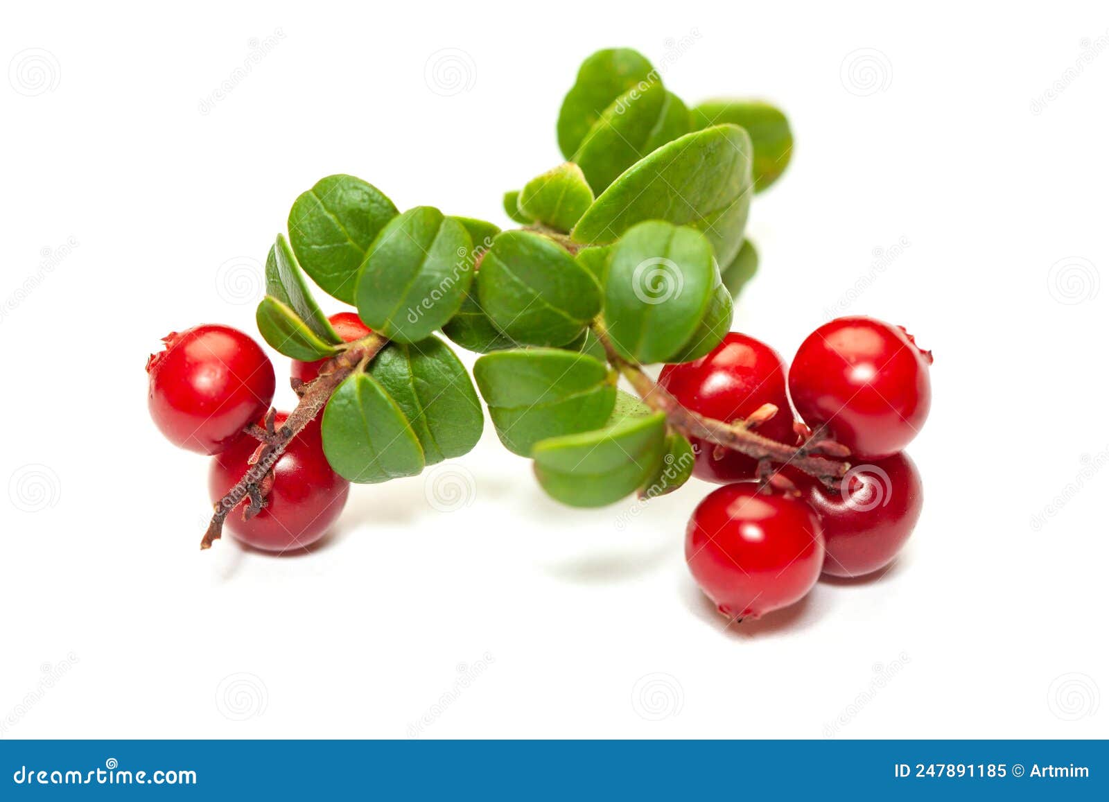 Organic Foxberry with Green Leaves on White Background Stock Image ...