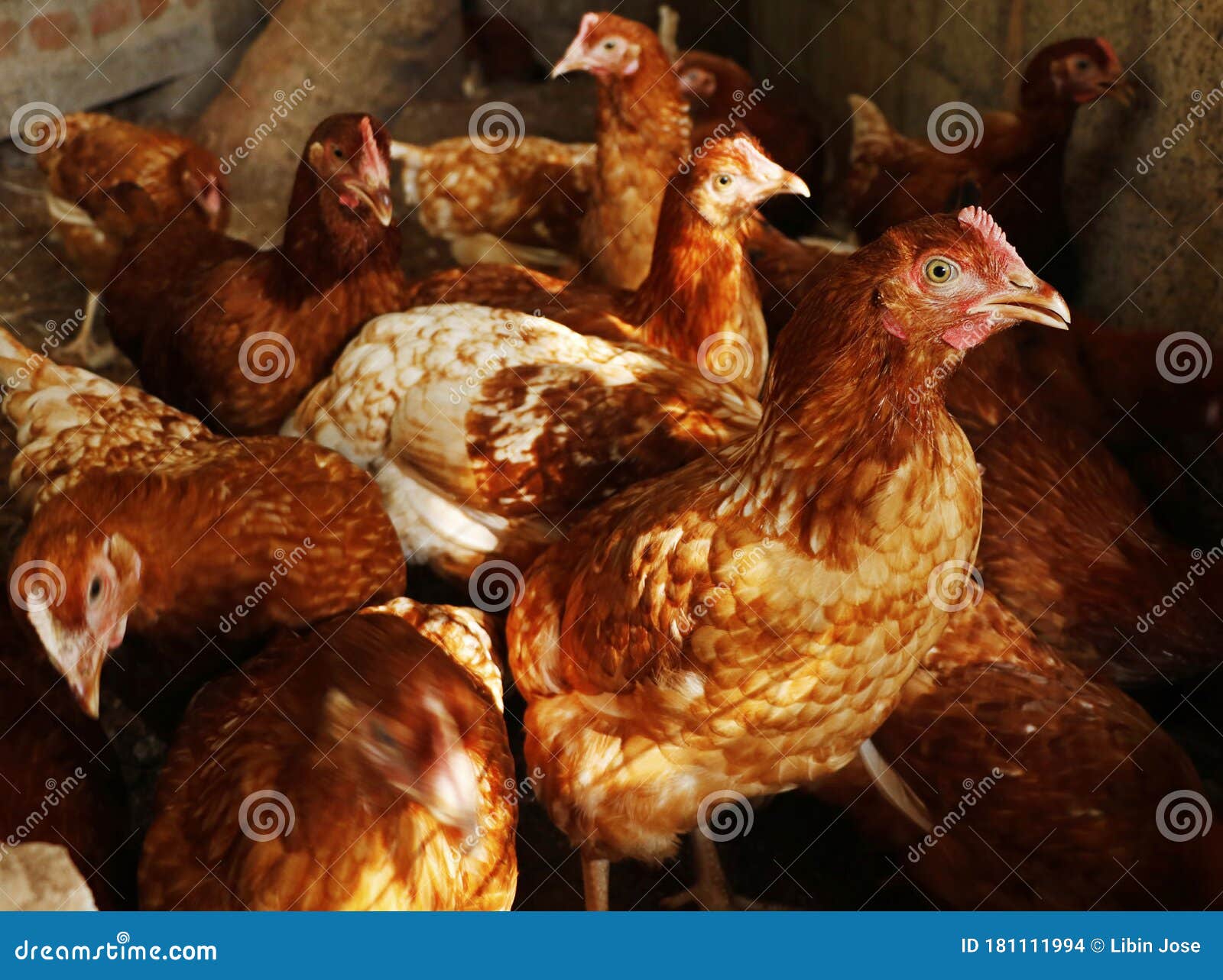 Organic Fre Range Chicken and Hens in a Cage for Egg and Meat Purpose ...