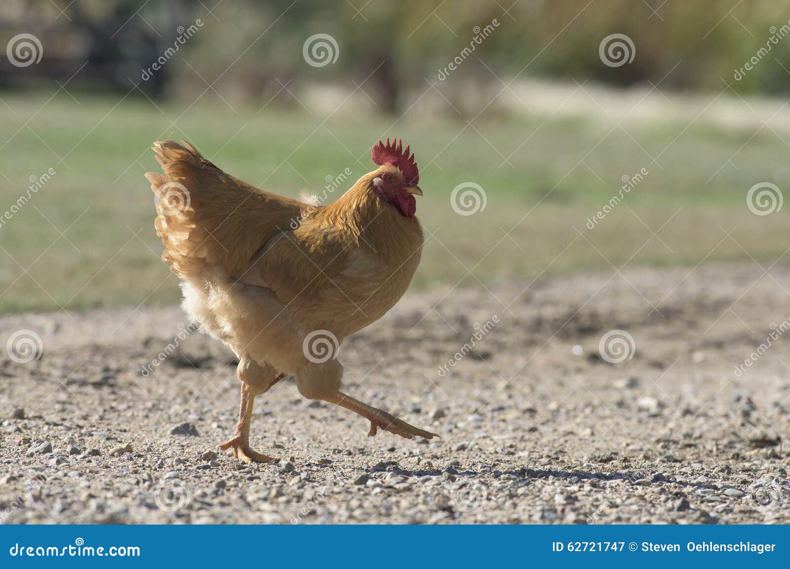 Organic Free Range Chicken stock image. Image of organic - 62721747