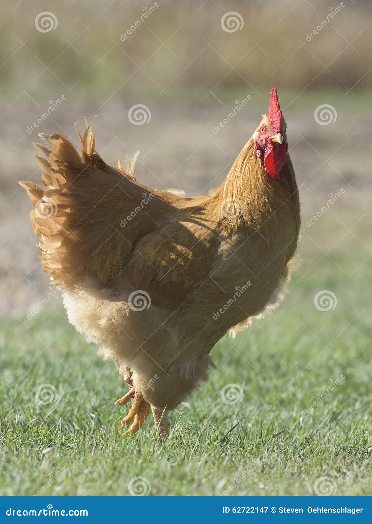 Organic Free Range Chicken stock image. Image of barnyard - 62722147