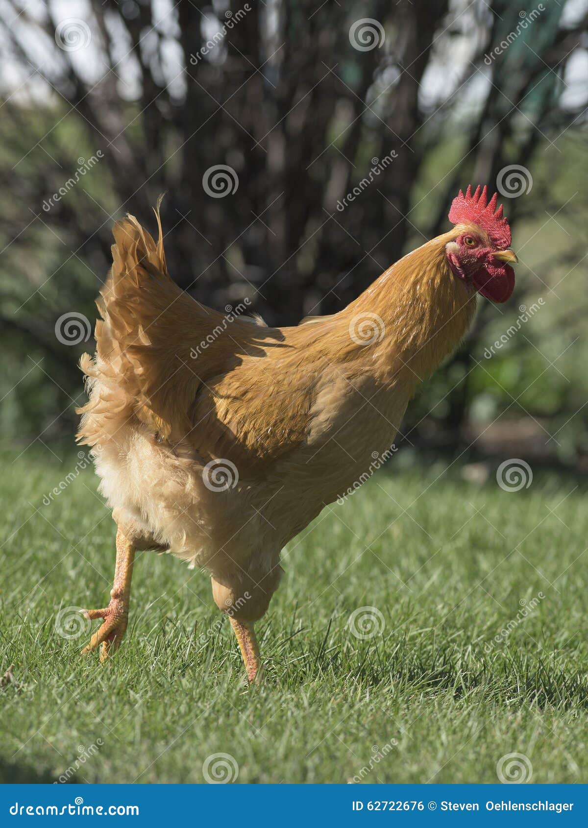 Organic Free Range Chicken stock photo. Image of range - 62722676