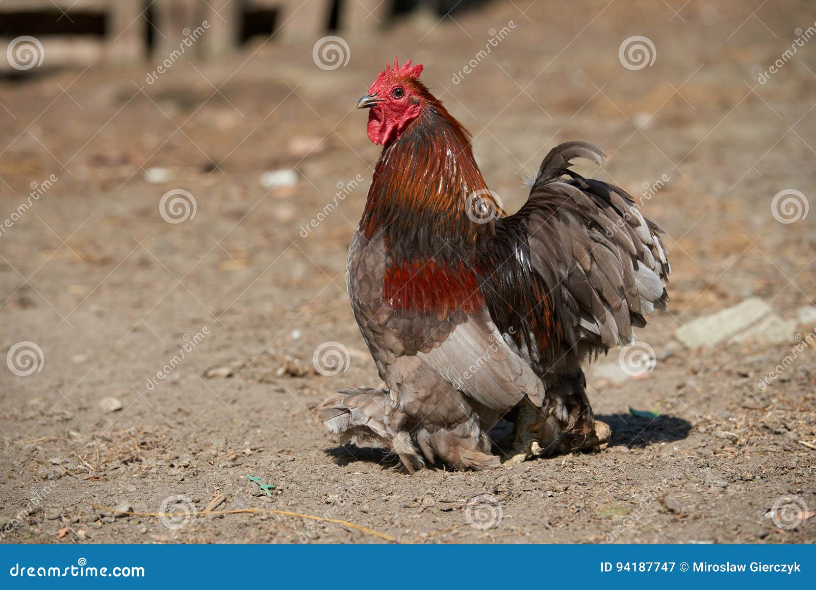 Organic Free Range Chickens Stock Image - Image of domestic, freedom ...