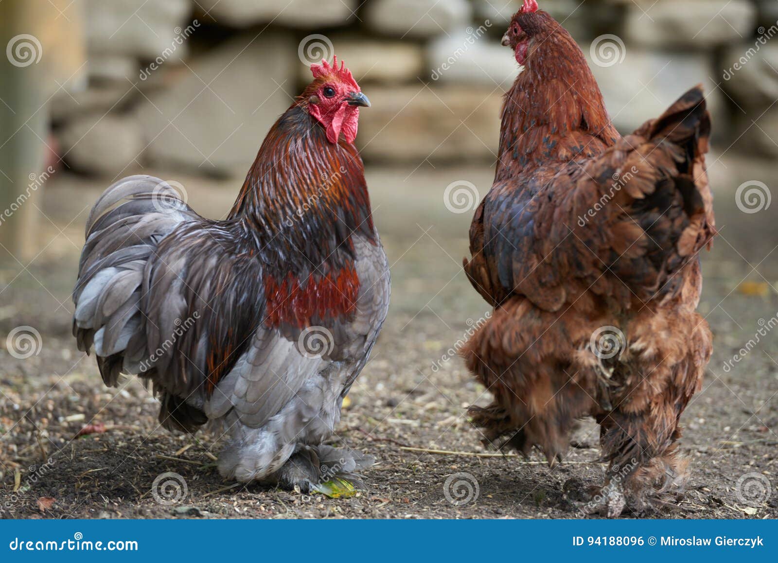 Organic Free Range Chickens Stock Photo - Image of color, poultry: 94188096