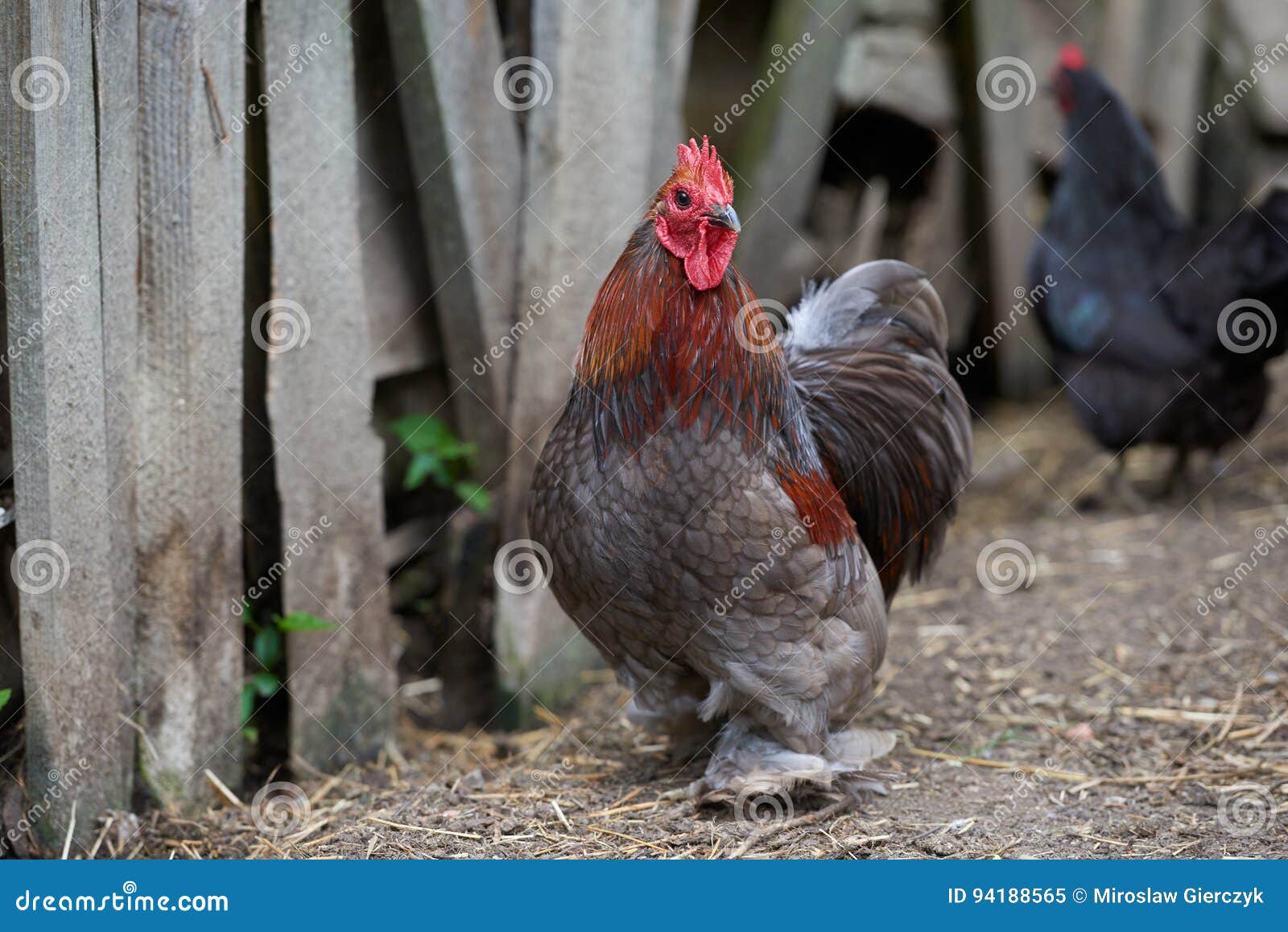 Organic Free Range Chickens Stock Image - Image of chicken, animal ...