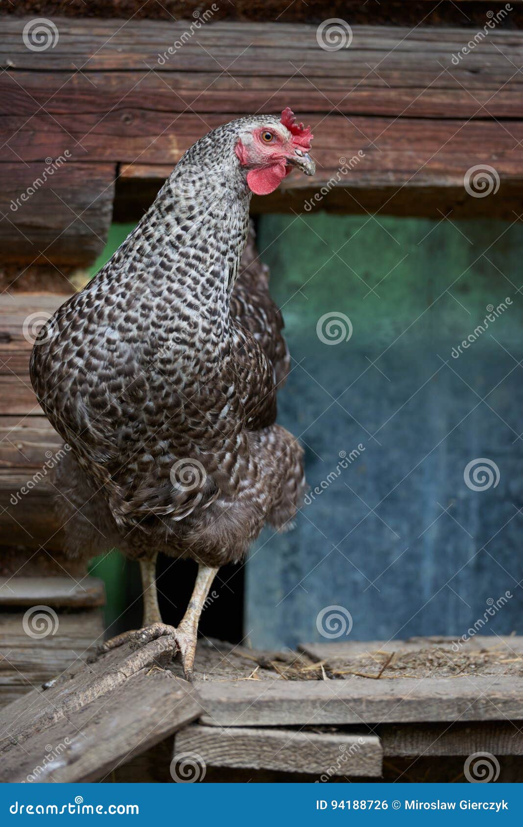 Organic Free Range Chickens Stock Photo - Image of range, animal: 94188726