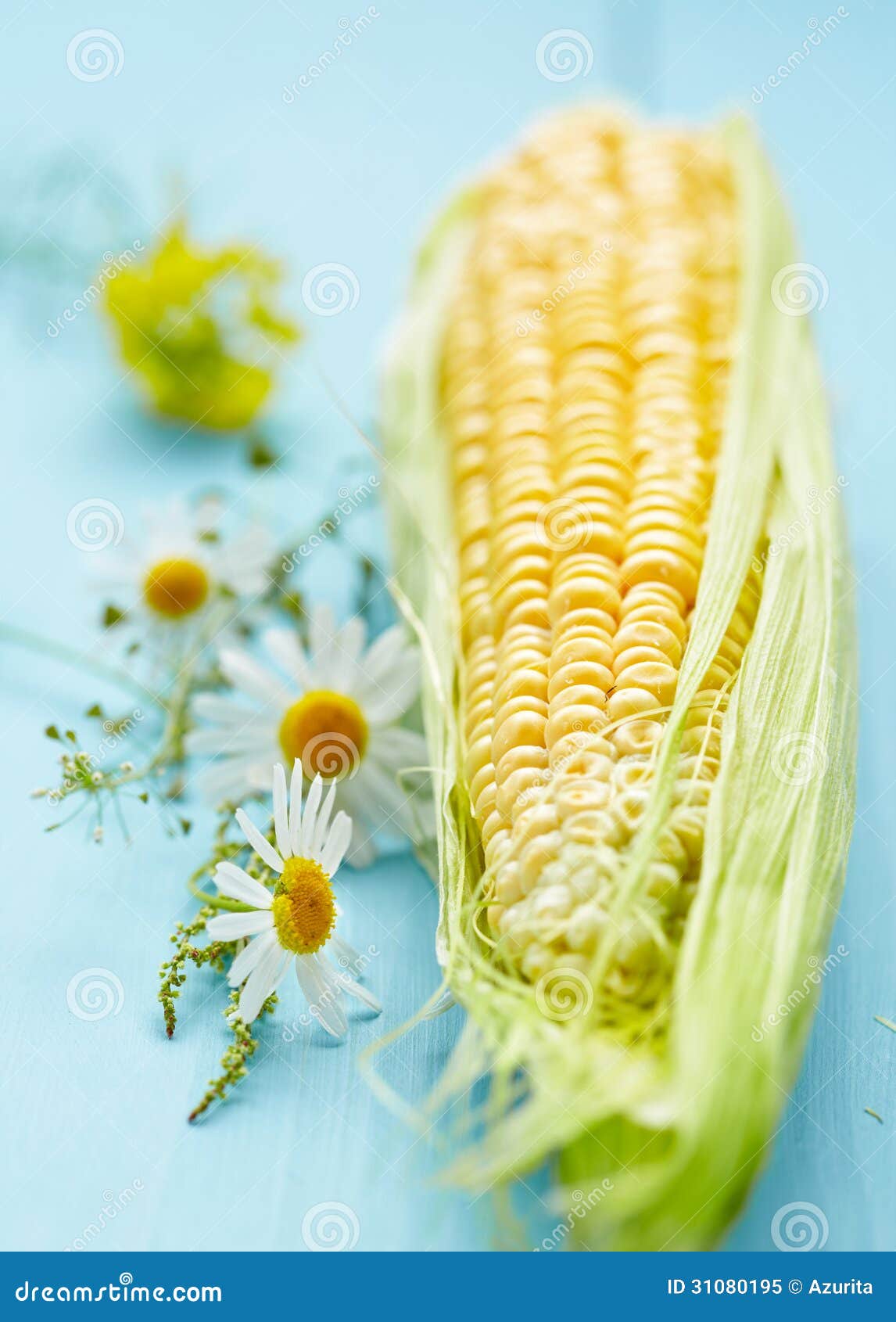 Organic fresh corn stock image. Image of rustic, husk - 31080195