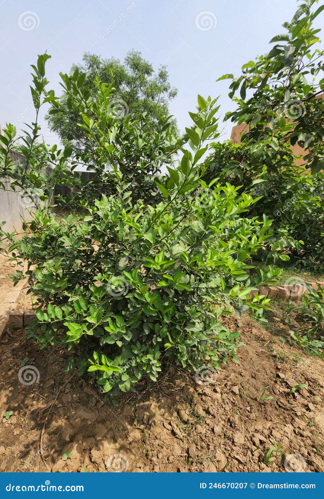 Organic Fresh Lemon Plant Tree, Soil Stock Image - Image of plant ...