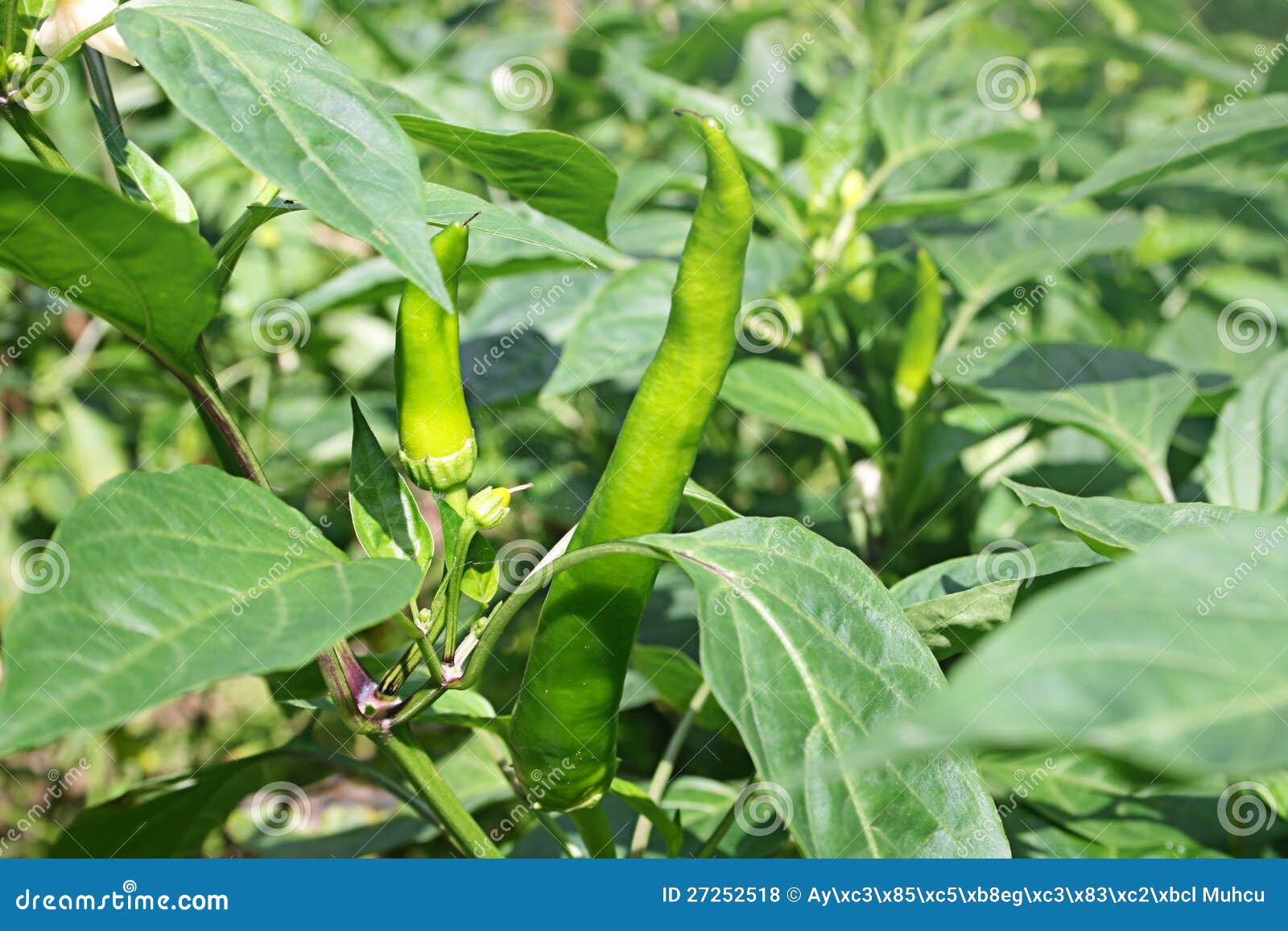 Organic, Fresh Pepper in Field Stock Photo - Image of plant, cook: 27252518