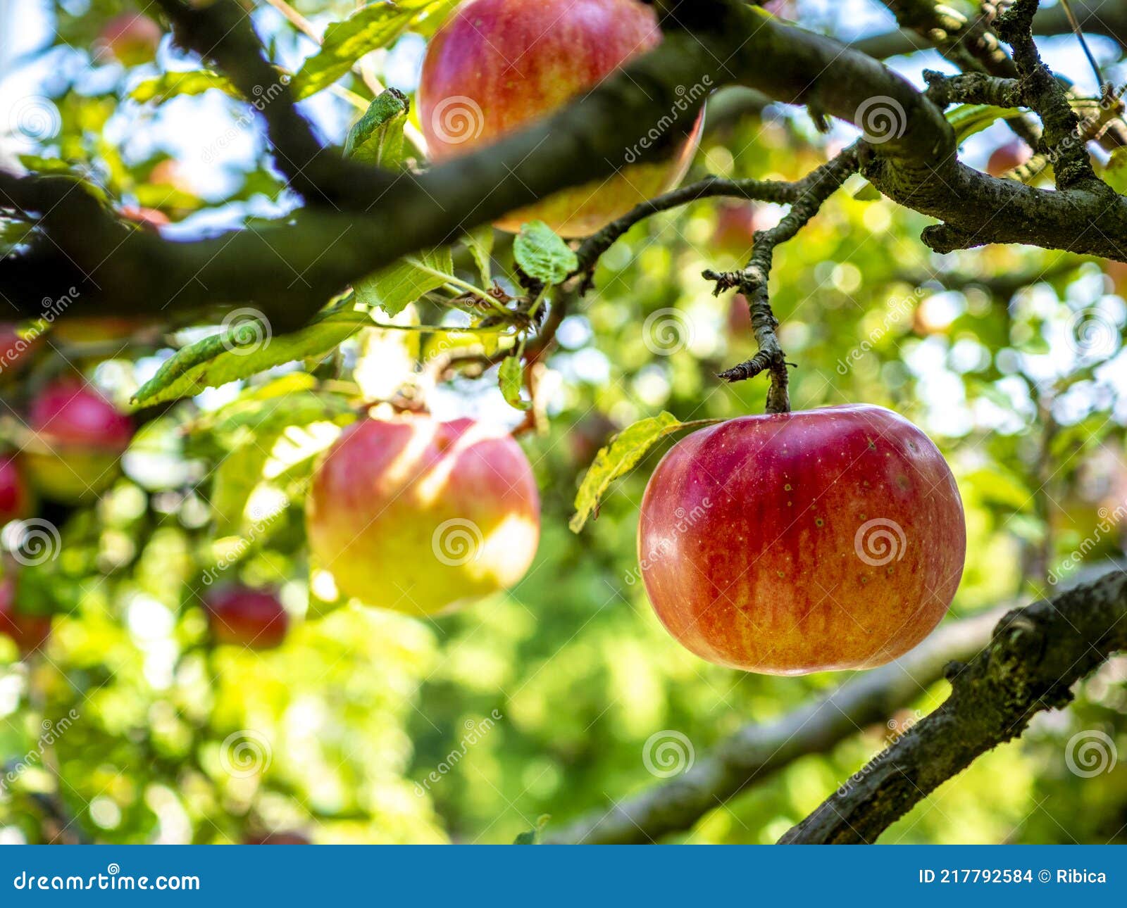 Organic Fresh Red Apples on Tree Stock Photo - Image of wood, beautiful ...