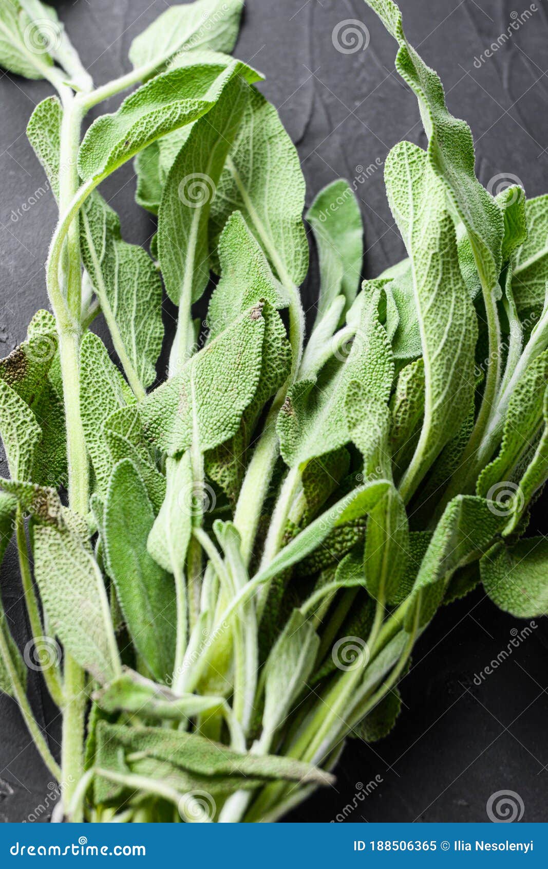 Organic Fresh Sage on Black Background Side View Close Up Stock Image ...