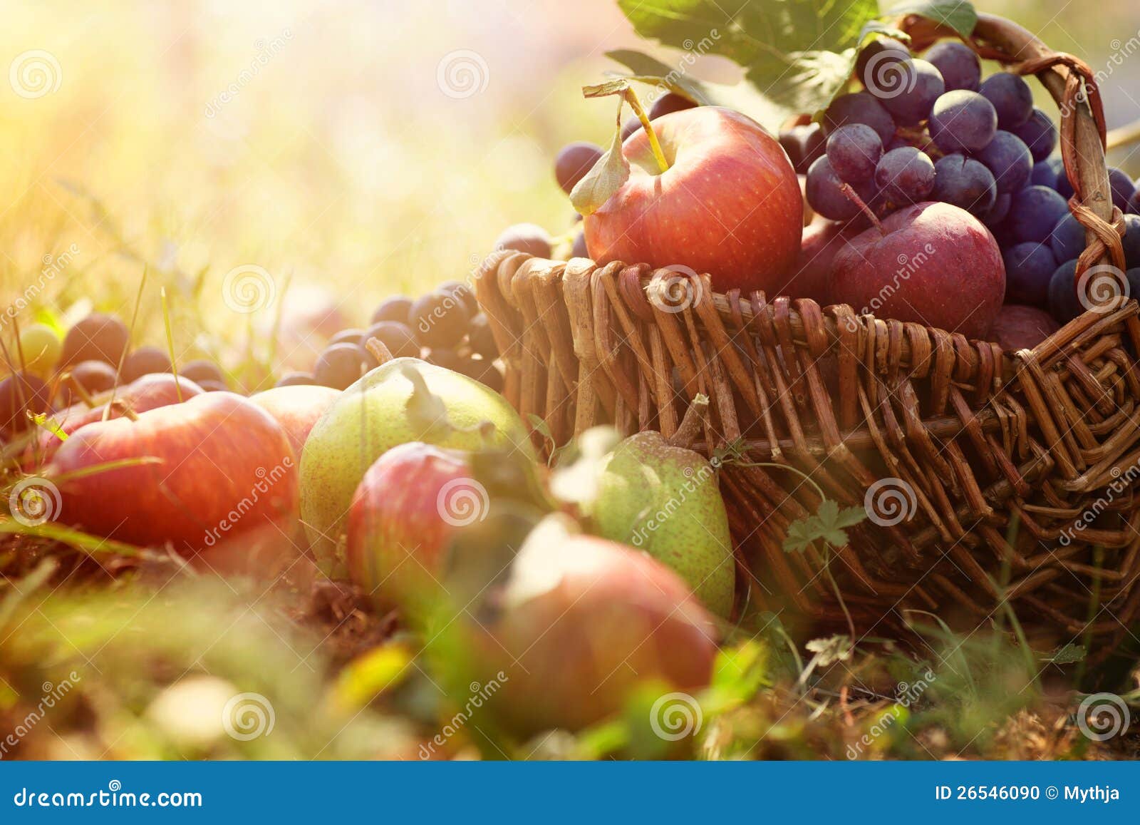 Organic Fruit in Summer Grass Stock Photo - Image of grass ...