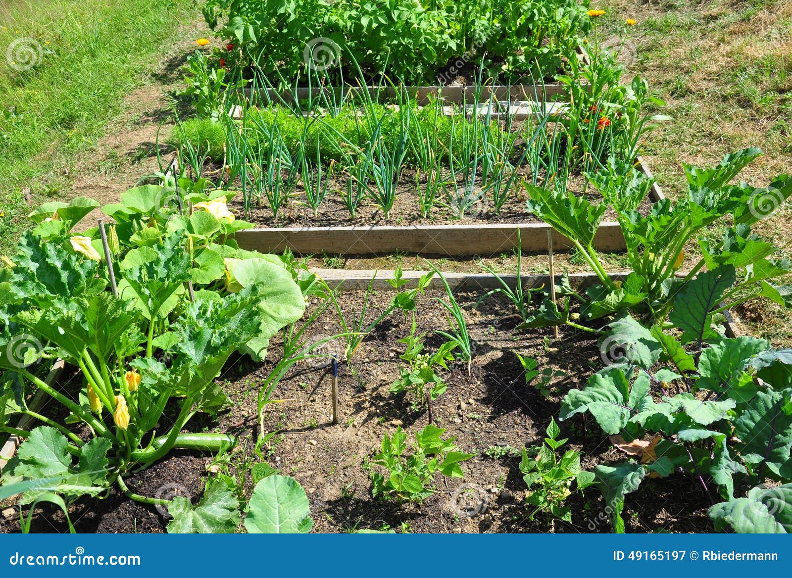 Organic garden stock image. Image of organic, salad, mixed - 49165197