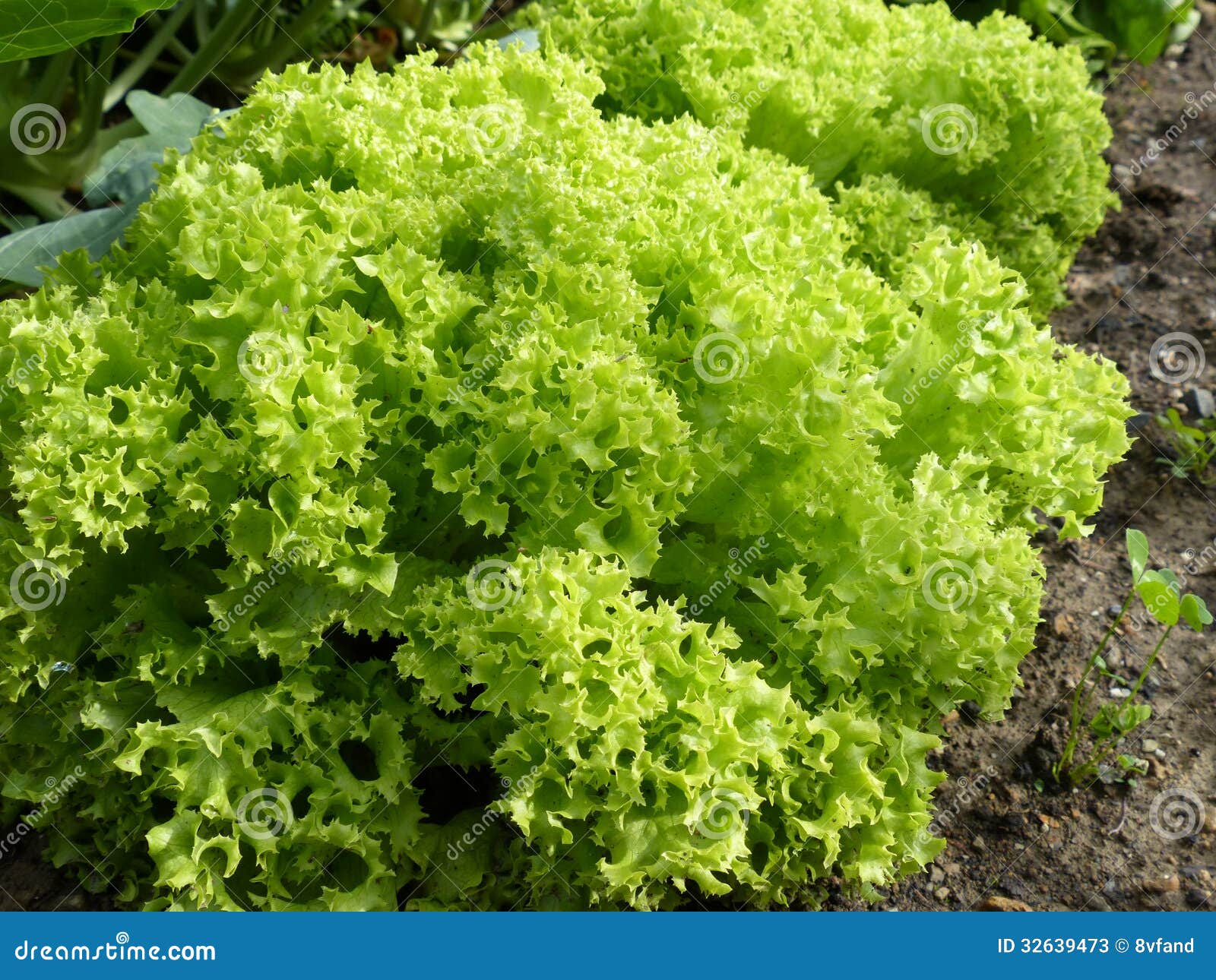 Organic Garden Lettuce Lollo Bionda Stock Image - Image of bionda ...