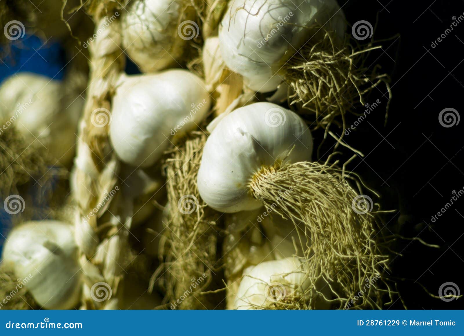 Organic Garlic (Allium Sativum) Stock Image - Image of allium, group ...