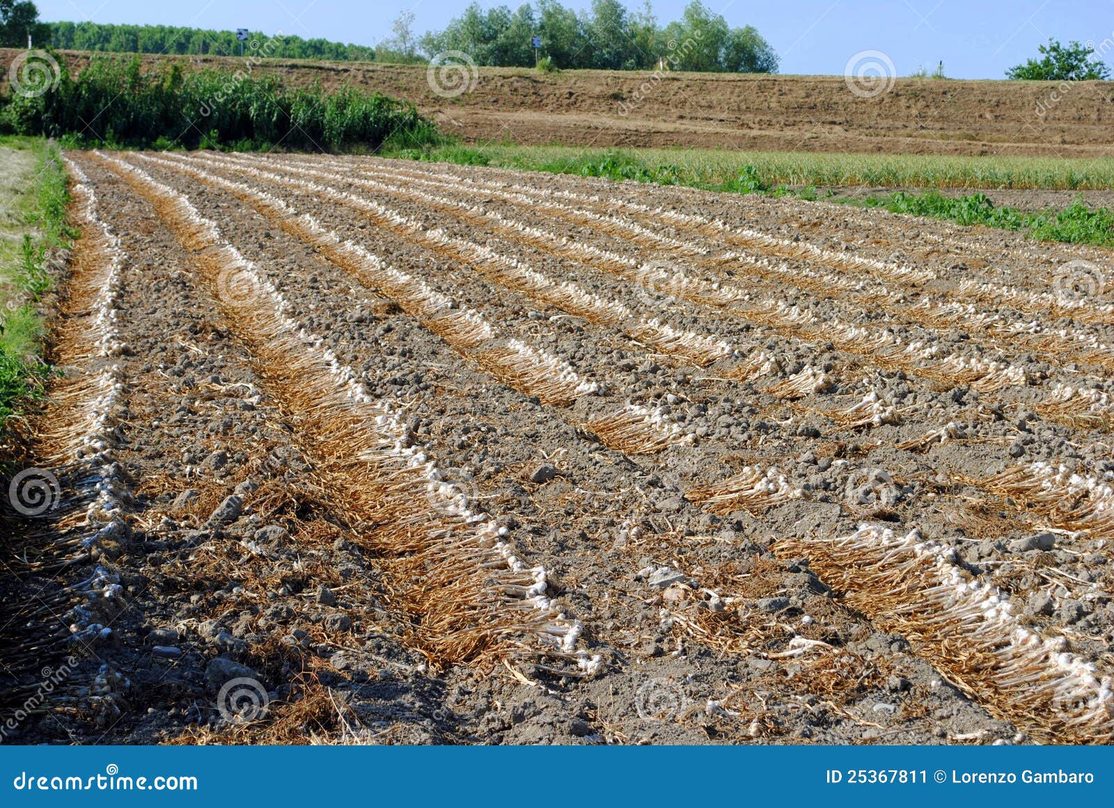 Organic Garlic Drying at the Sun Stock Image - Image of rural, soil ...