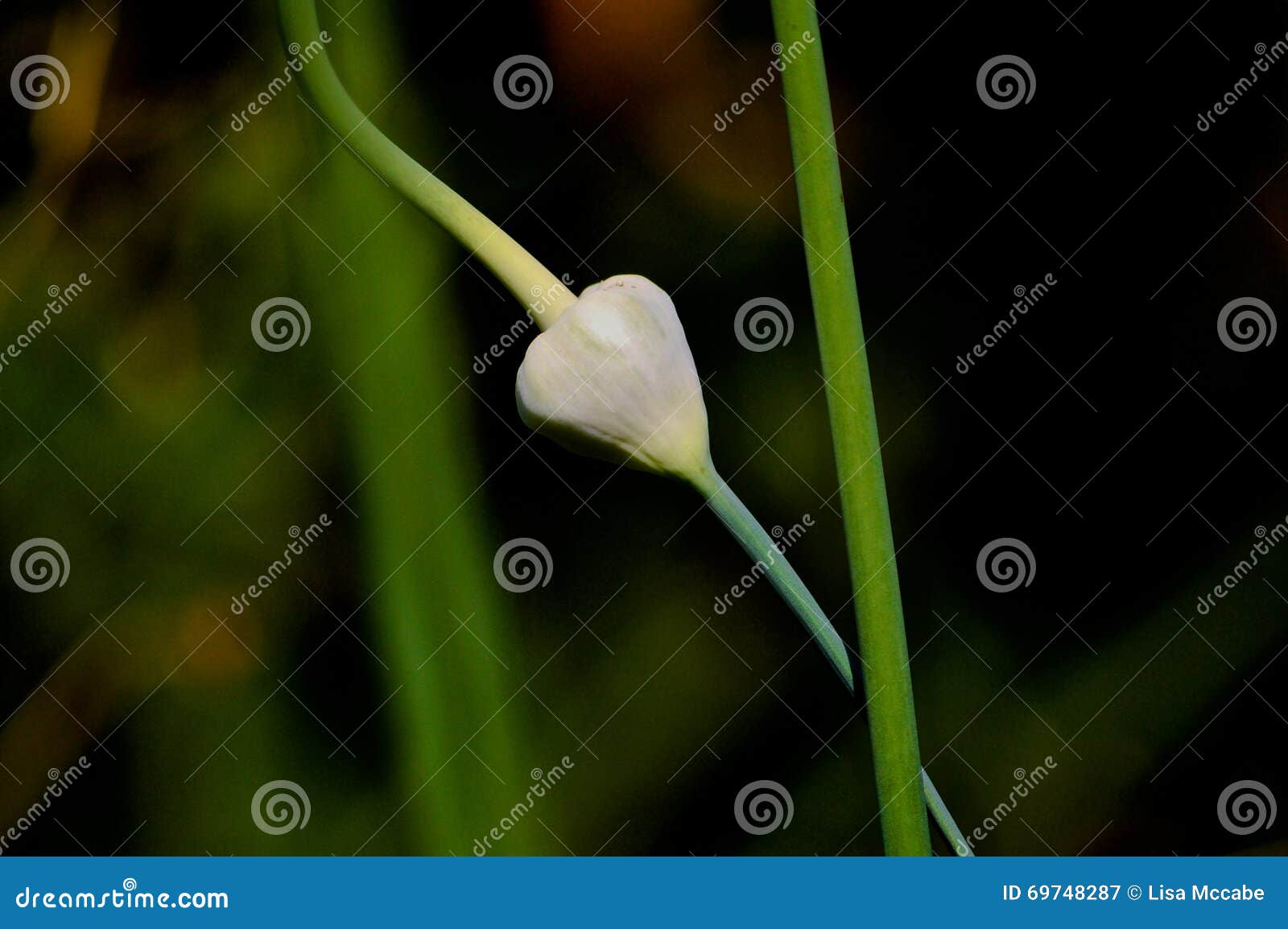 Organic Garlic Plant stock image. Image of farming, gardening - 69748287