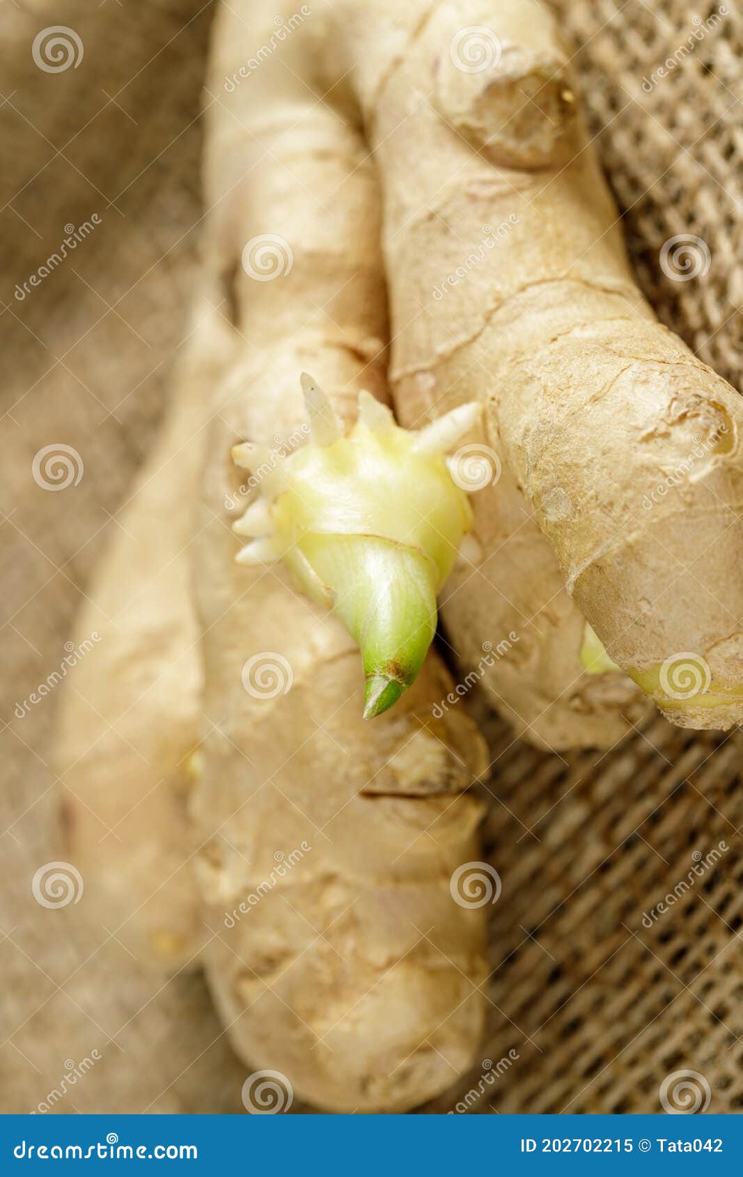 Organic Ginger with Sprout Closeup Stock Image - Image of process ...