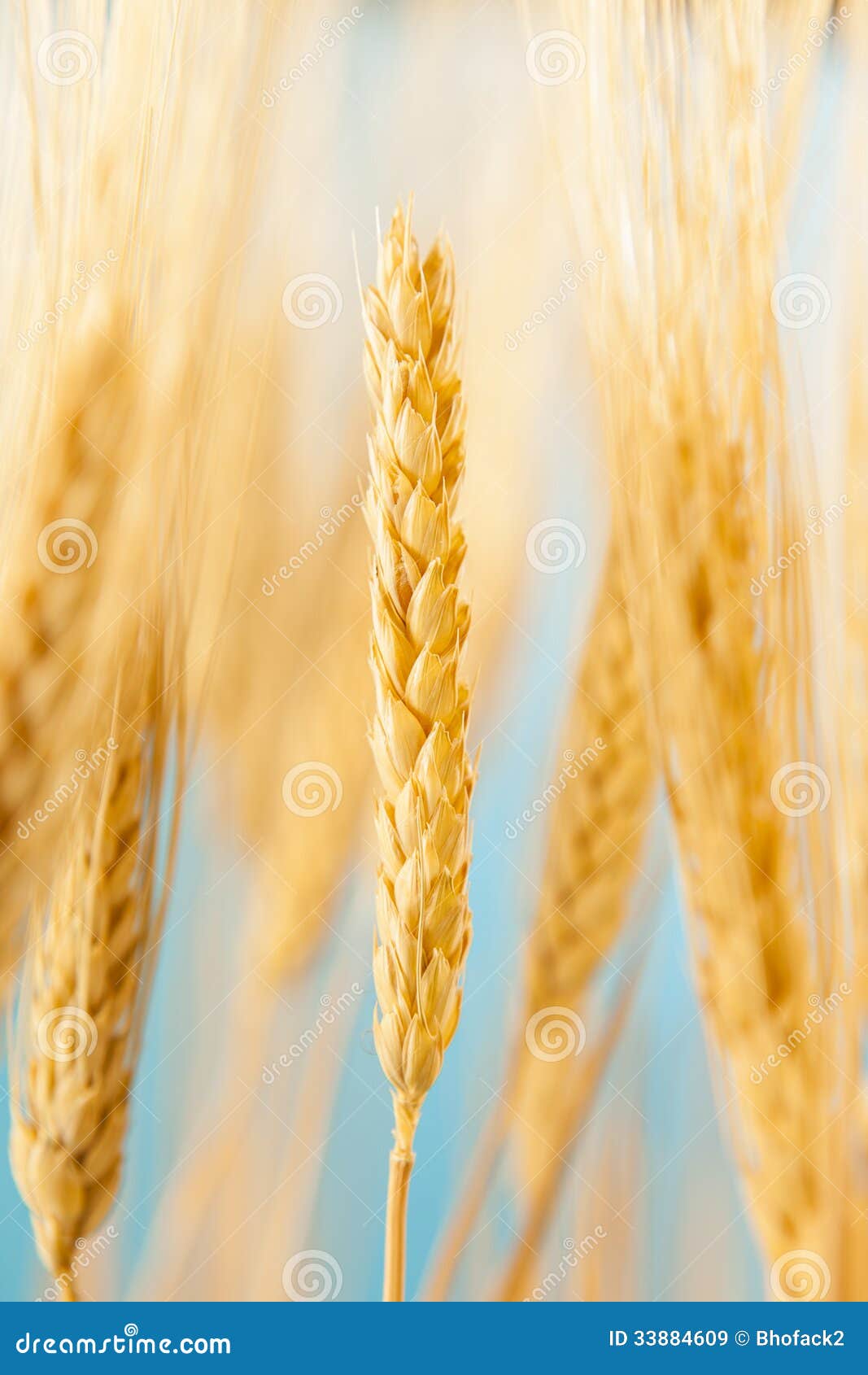 Organic Golden Wheat Crop stock image. Image of natural - 33884609