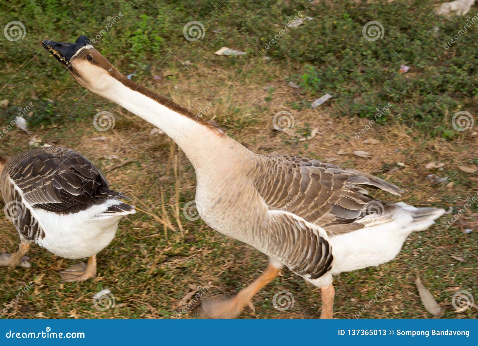 Organic Goose Farming in Rural. Stock Image - Image of agriculture ...
