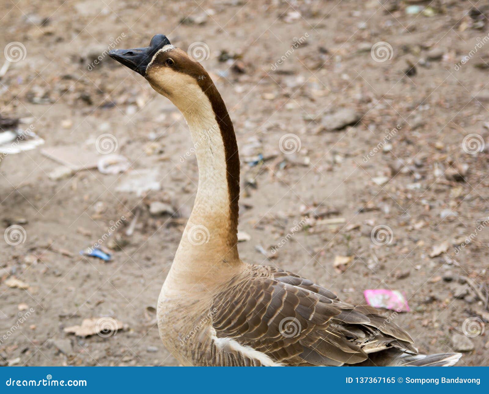 Organic Goose Farming in Rural. Stock Image - Image of beautiful, bird ...