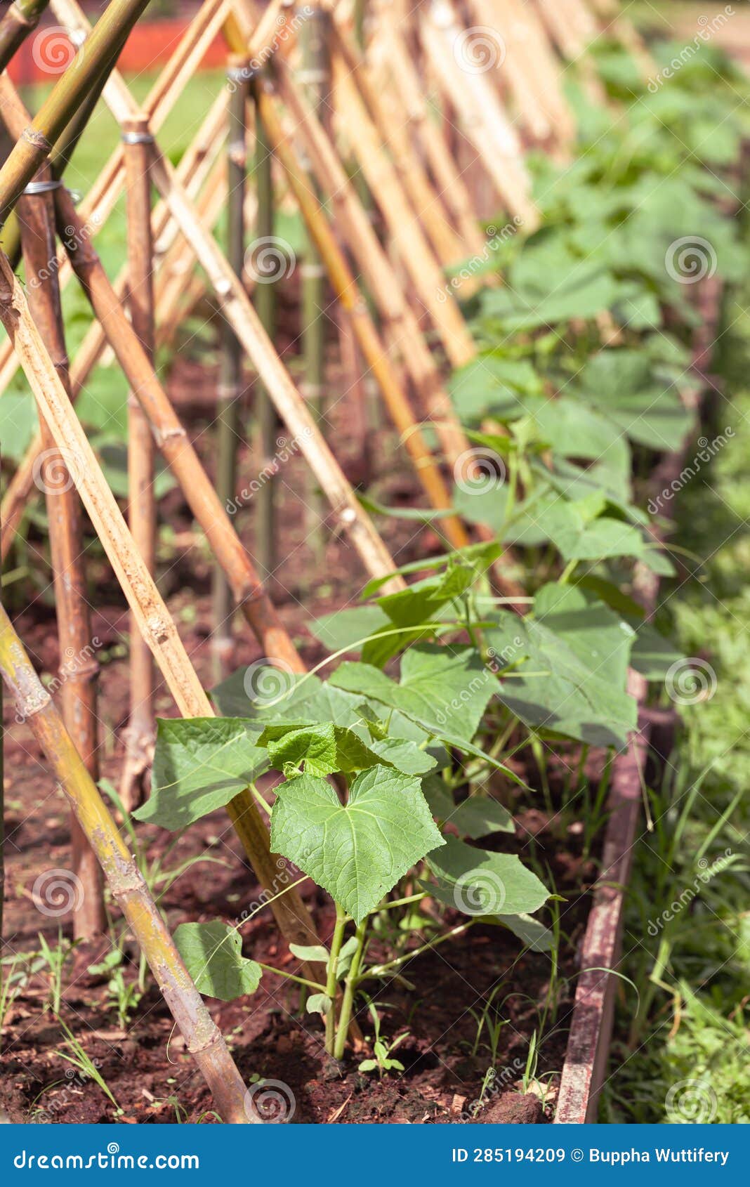 Organic Gourd Plant Growing in the Garden Stock Image - Image of asia ...