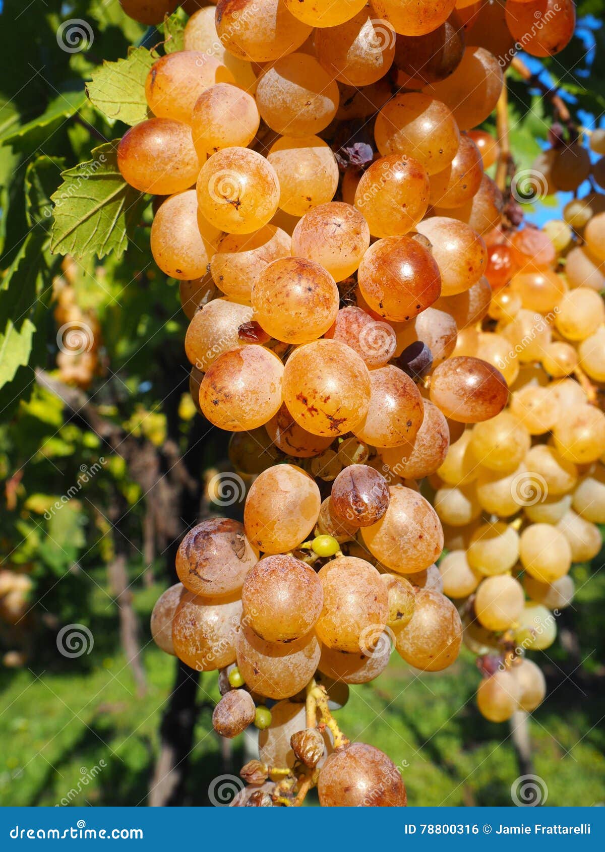Organic Grapes stock photo. Image of vines, imperfect - 78800316