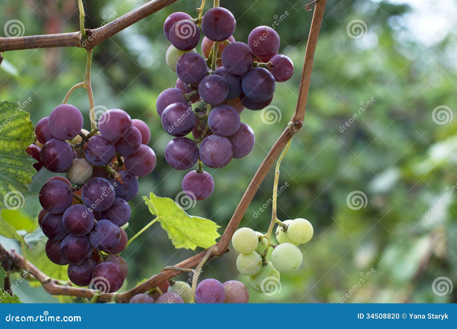 Organic grapes stock photo. Image of sweet, food, cluster - 34508820