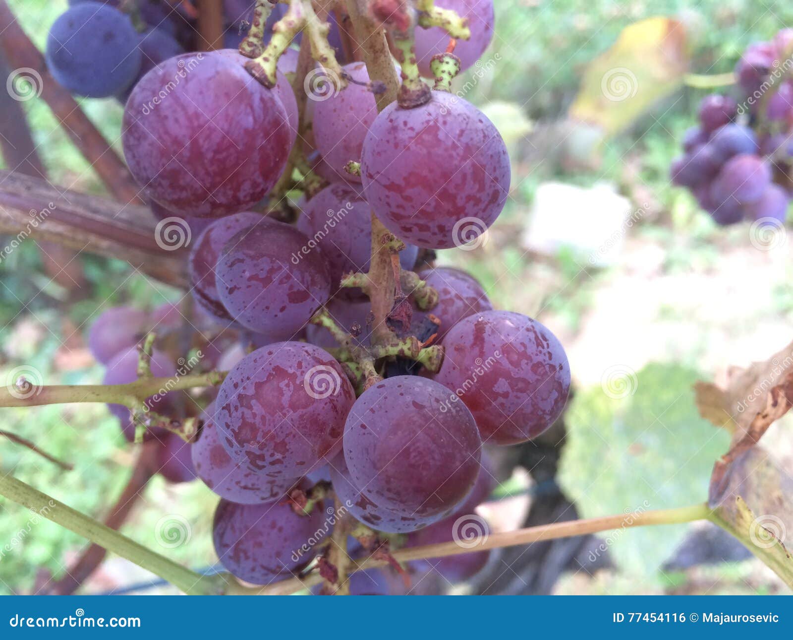 Organic grapes stock photo. Image of wine, organic, macro - 77454116