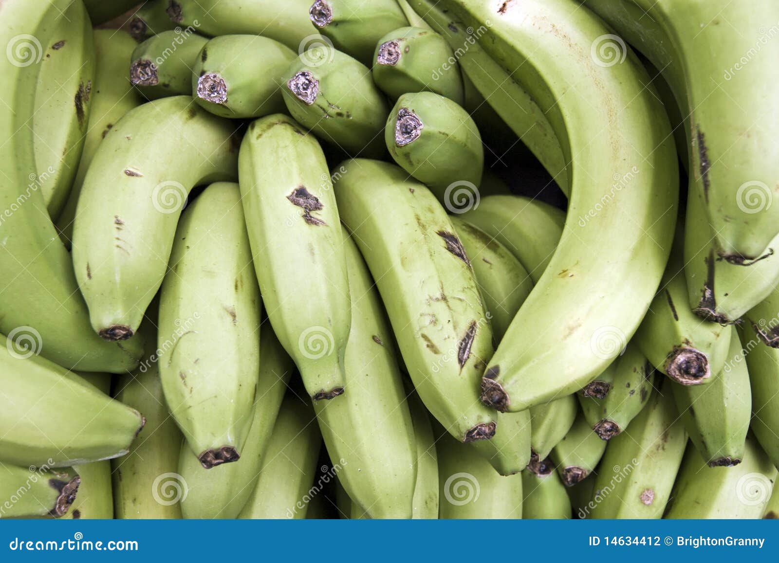 Green bananas stock photo. Image of closeup, uncooked - 14634412