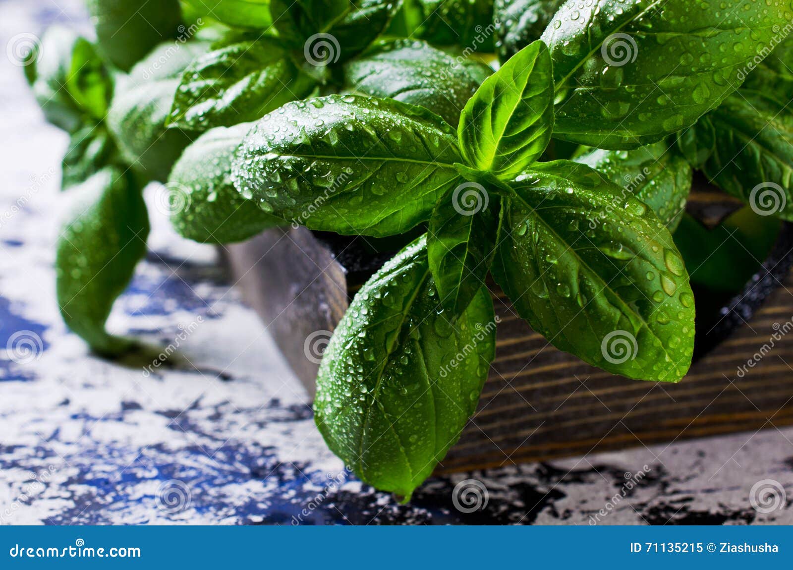 Organic green basil stock image. Image of ingredient - 71135215