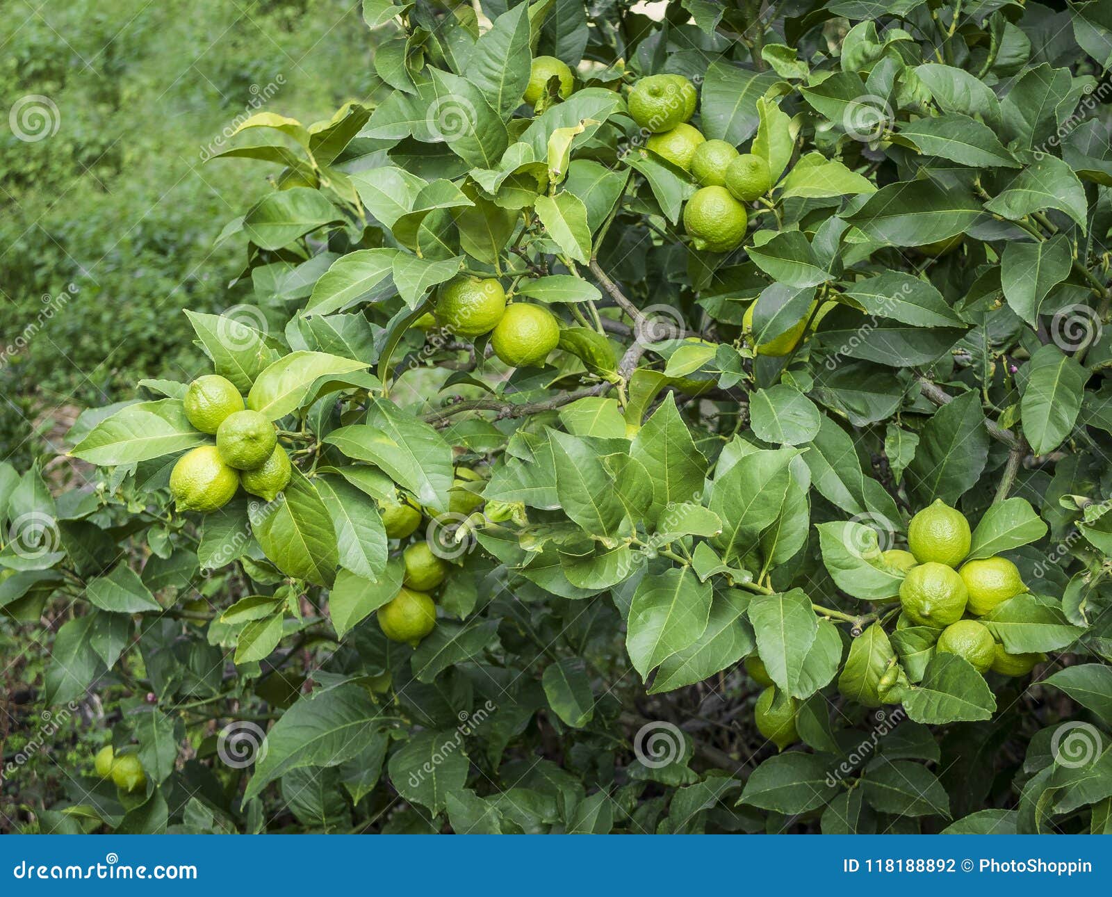 Organic Green Bio Lemon Tree Stock Photo - Image of color, crop: 118188892