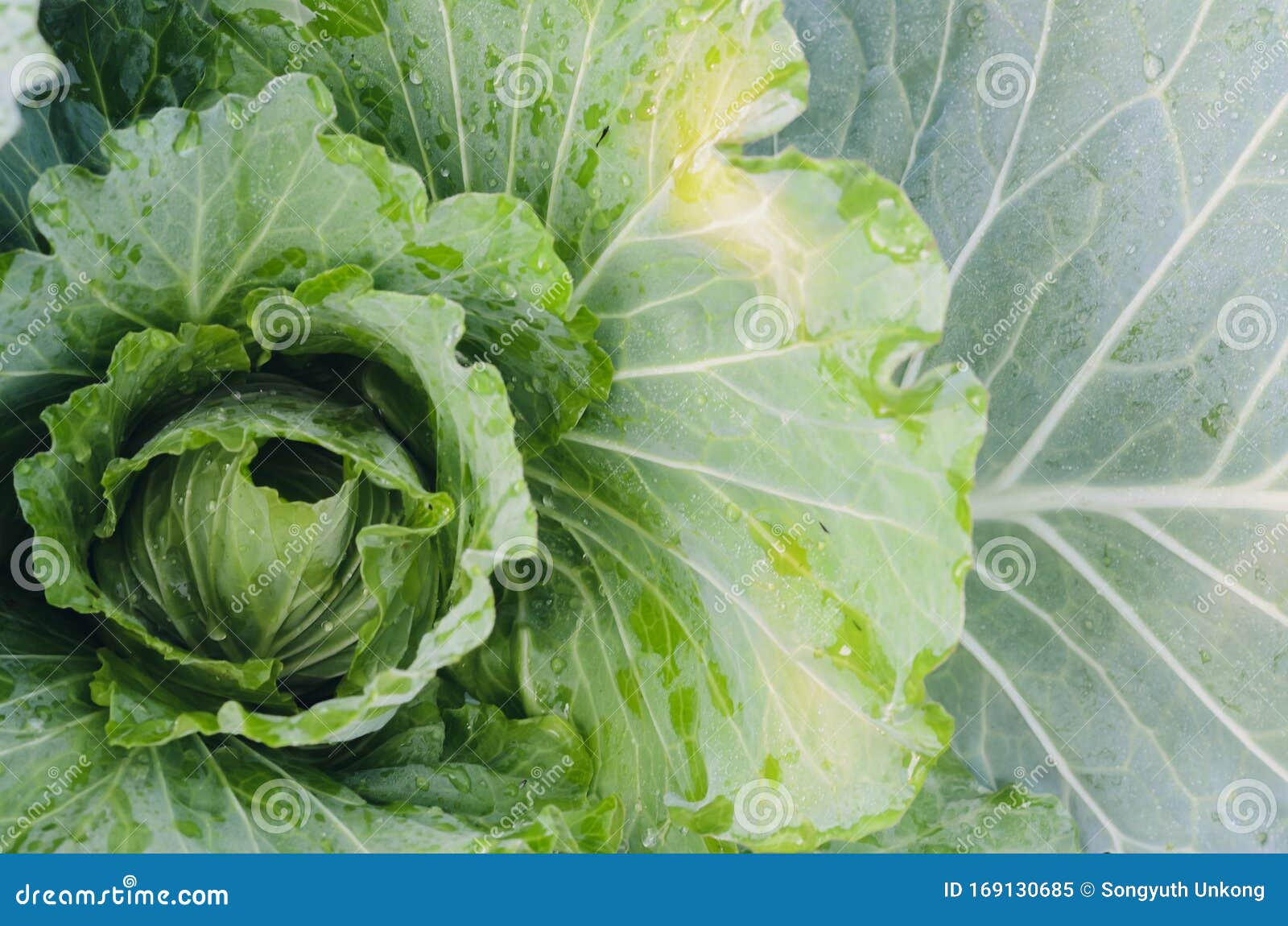 Organic Green Cabbage Vegetable Stock Image - Image of land, fresh ...