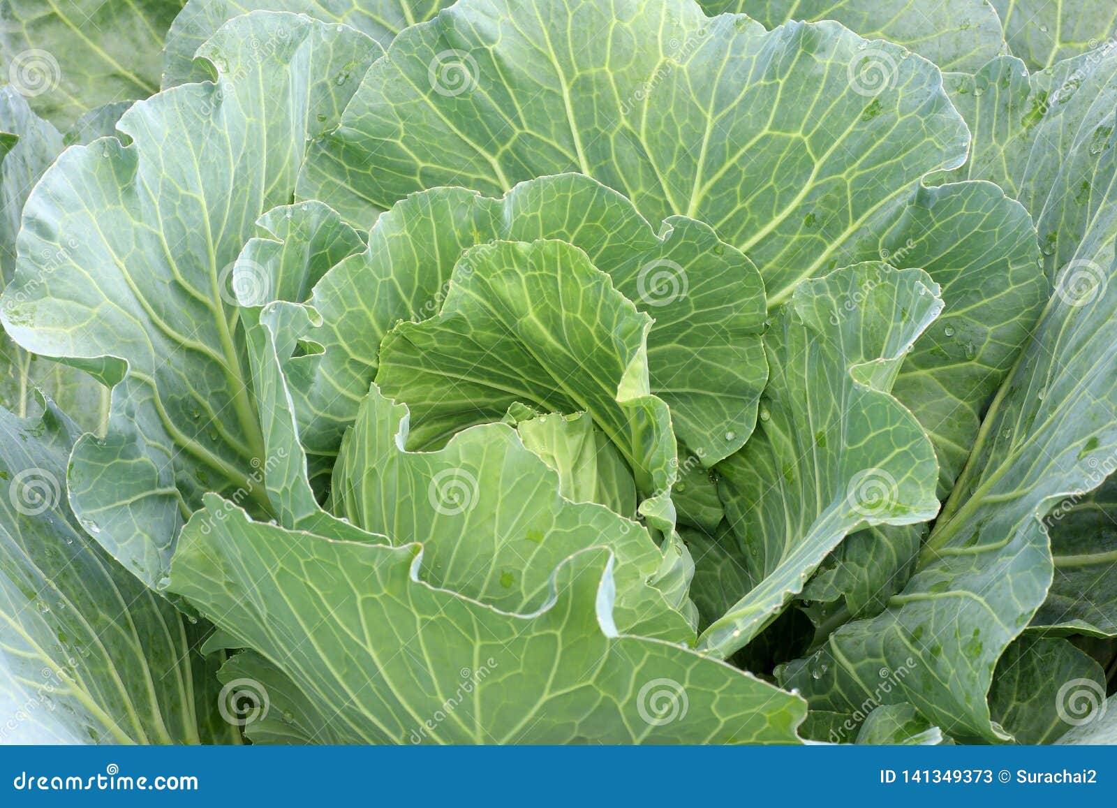 Organic Green Cabbage Vegetable in the Garden Stock Image - Image of ...