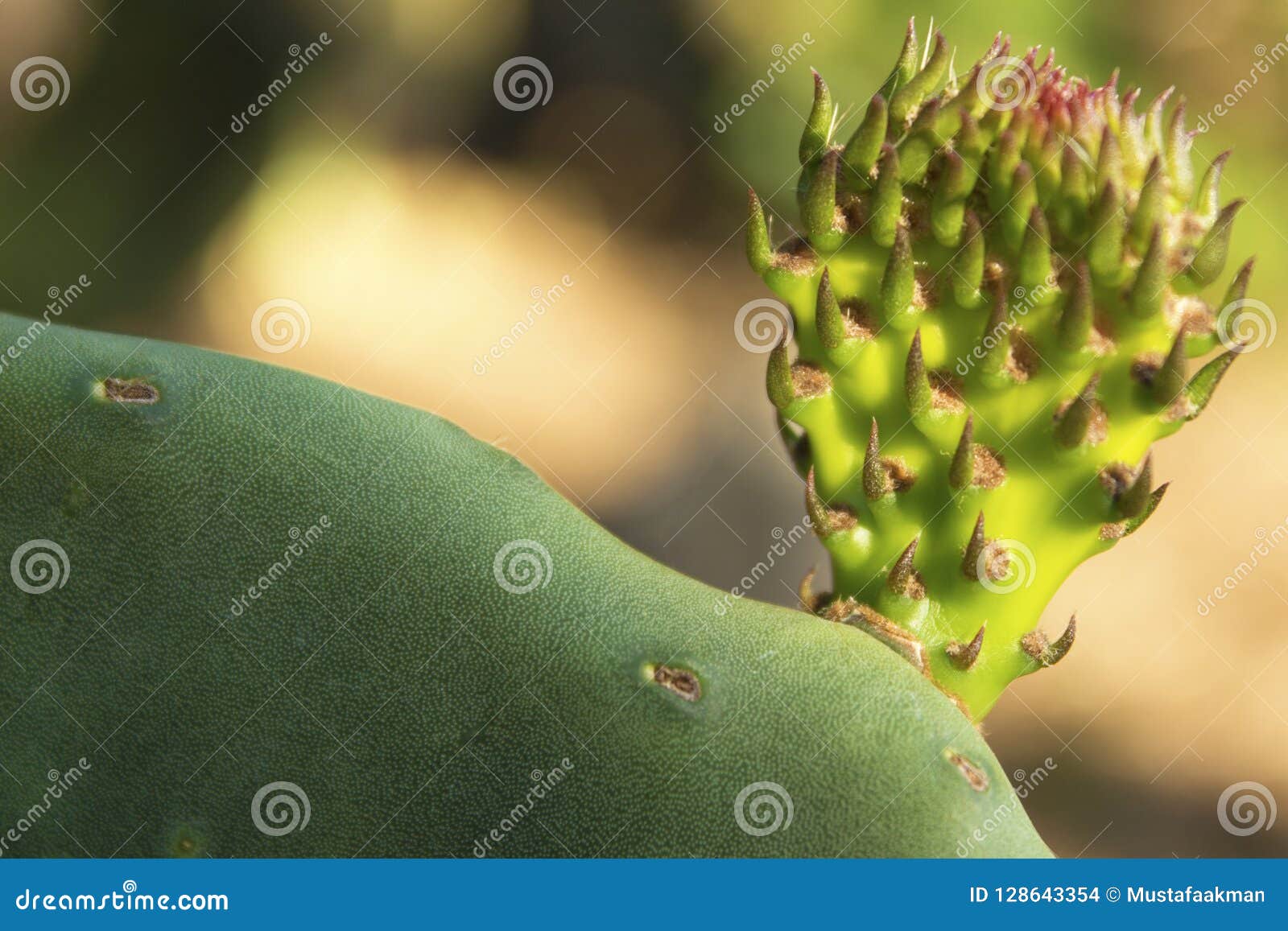 Organic Cactus Cactus Leaf in Summer Stock Photo - Image of yellow ...