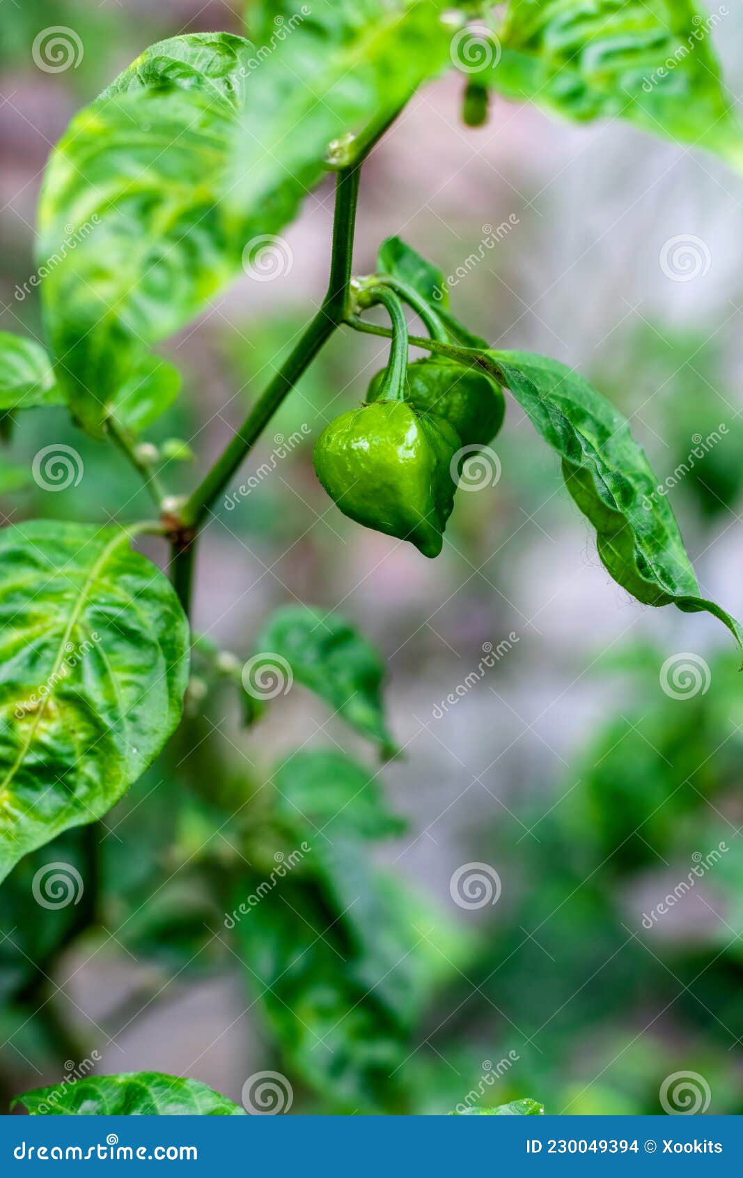 Organic Green Chili Pepper on the Tree Close Up Stock Photo - Image of ...