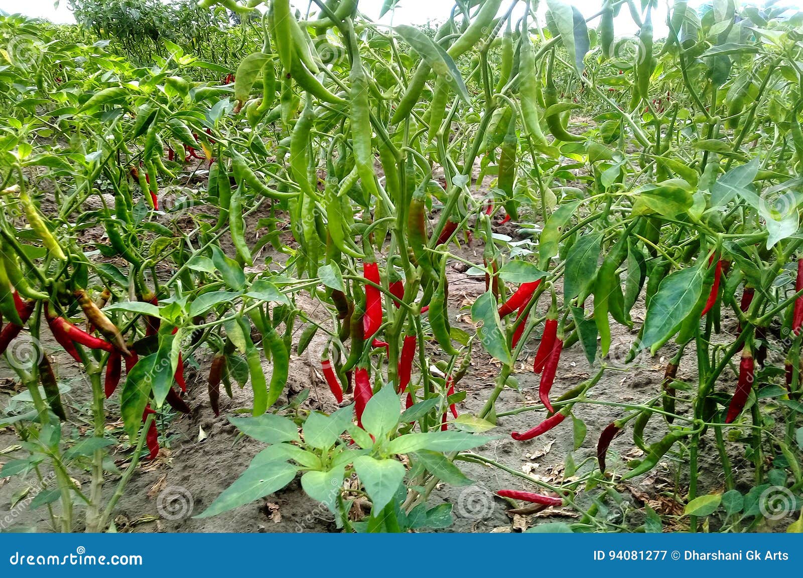 Organic Green Chilly Plants Stock Image - Image of growing, agriculture ...