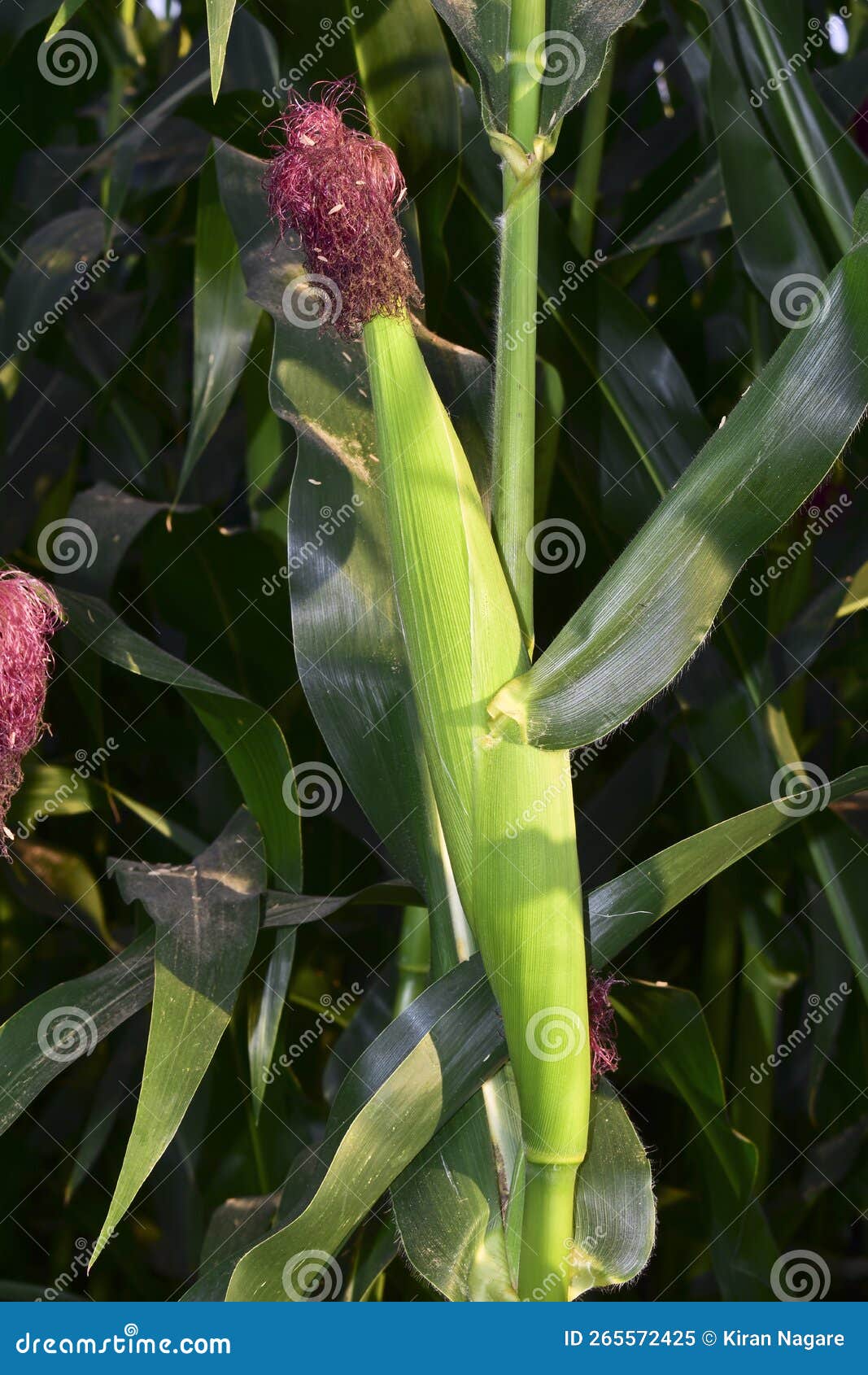 Organic Green Corn Farm in India Stock Image - Image of food, garden ...