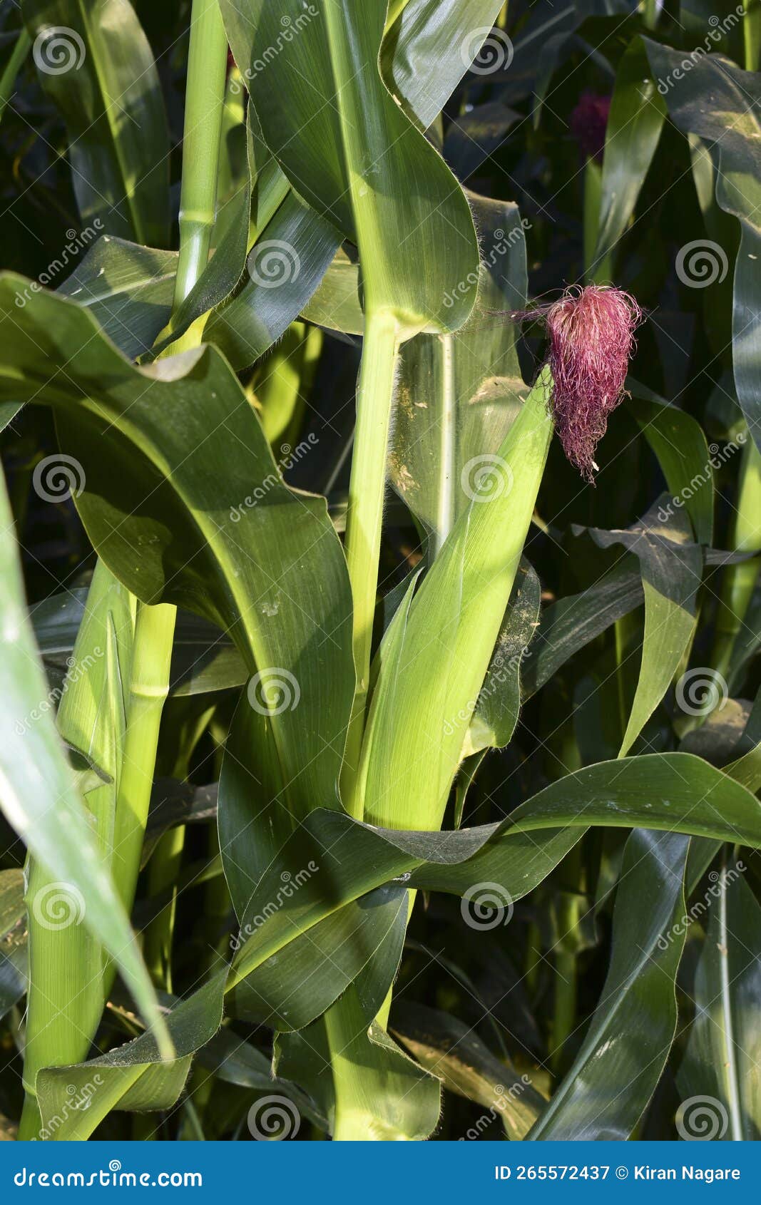 Organic Green Corn Farm in India Stock Image - Image of indian, grow ...