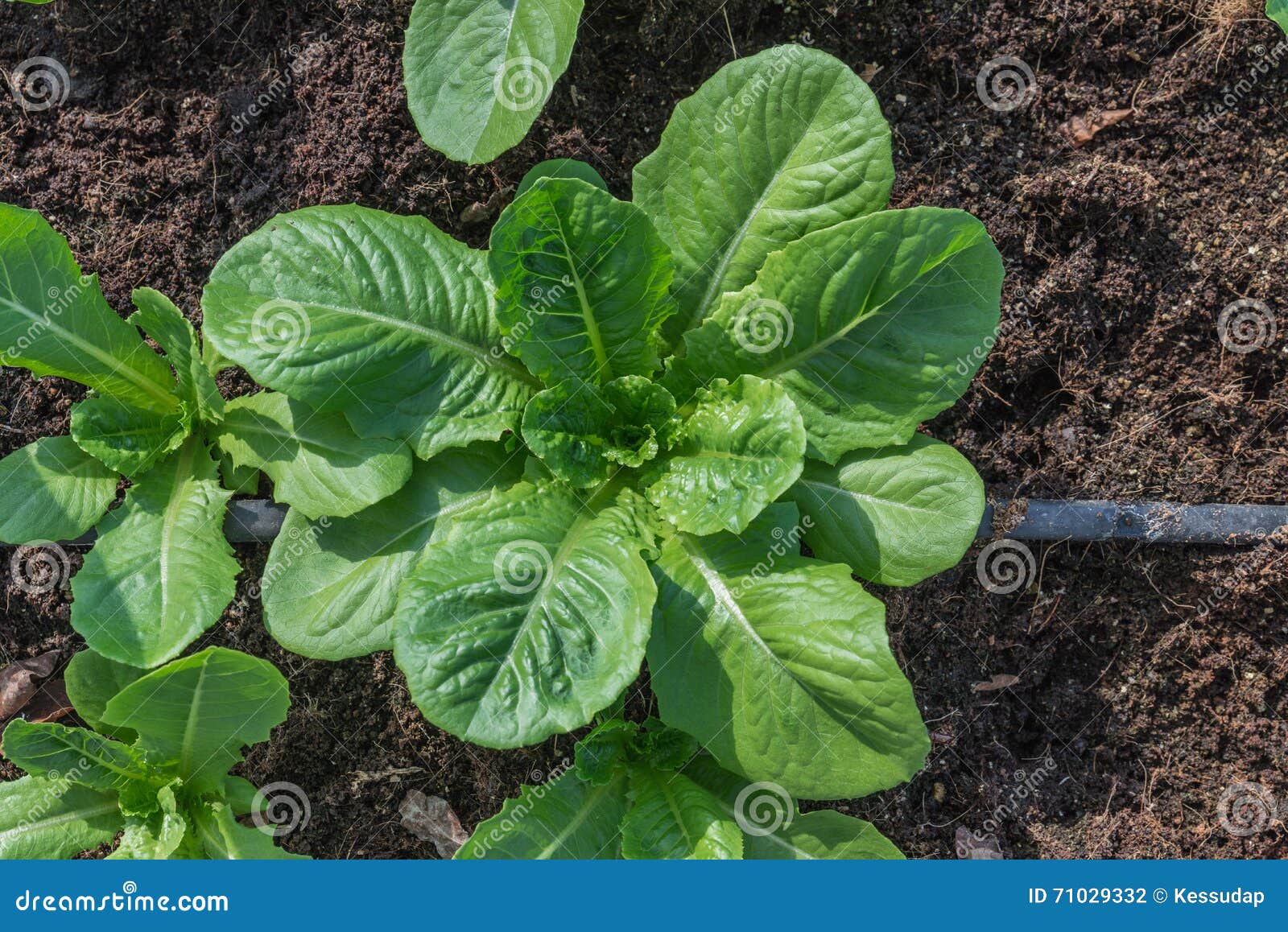 Organic Green Cos Plant with Drip Irrigation System Stock Photo - Image ...