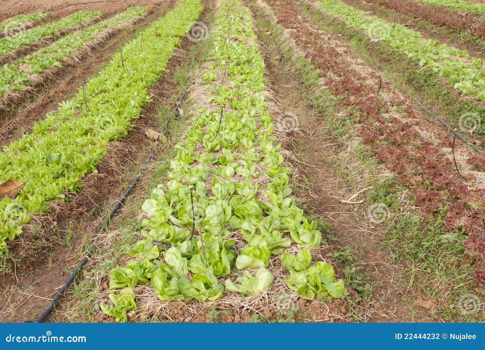 Organic Green Fresh Vegetable in Row Stock Photo - Image of grass ...