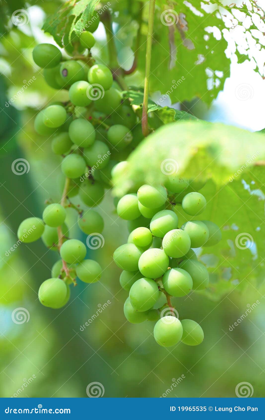 Organic green grape stock image. Image of organic, healthy - 19965535