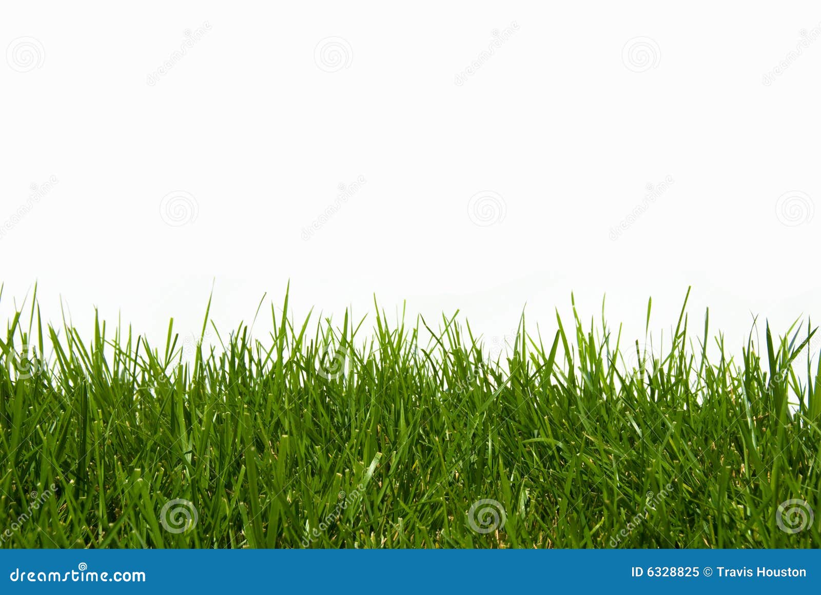 Organic Green Grass Isolated on White Stock Image - Image of healthy ...