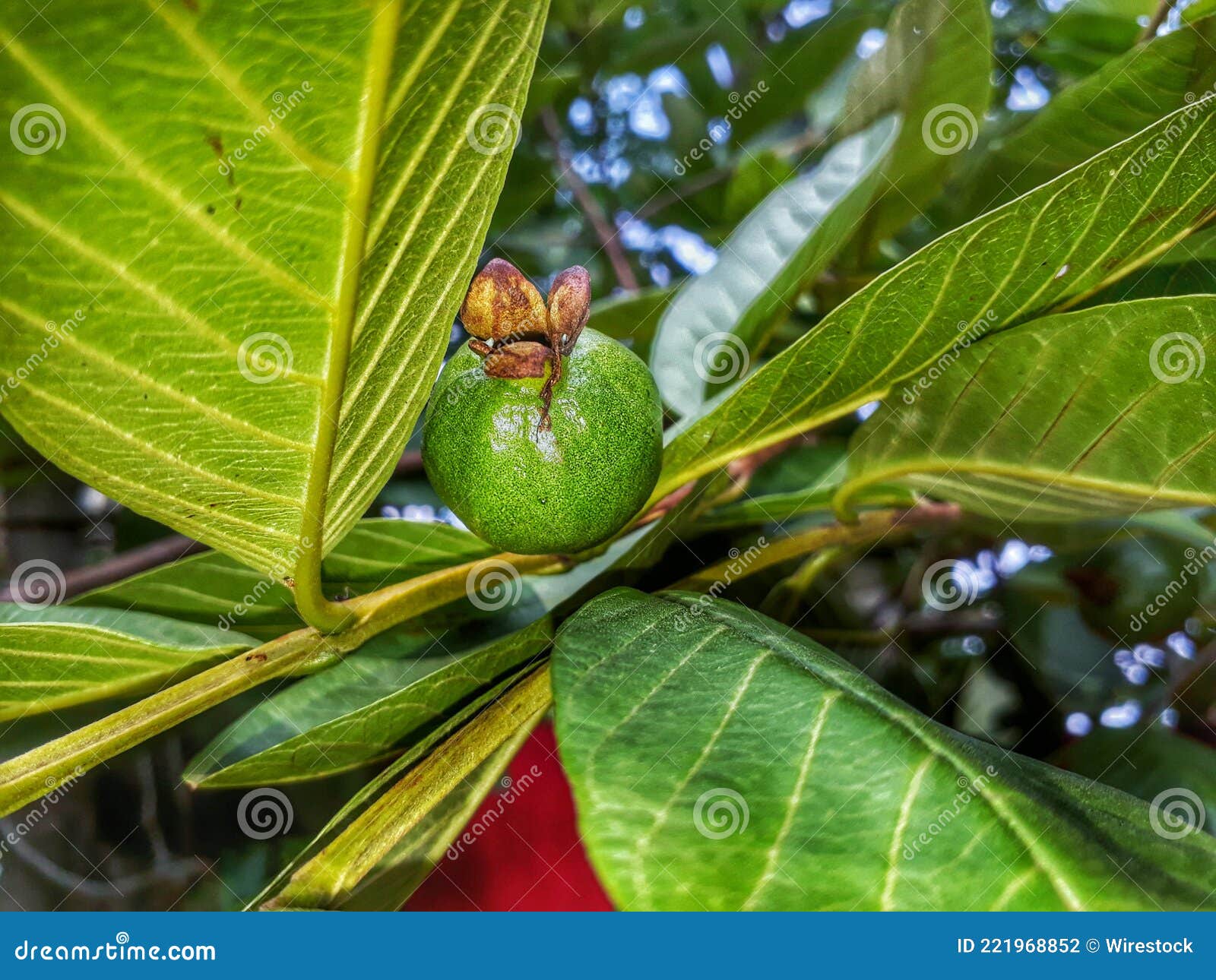Organic Green Guava Fruit Growing on the Tree in a Small Branch Stock ...