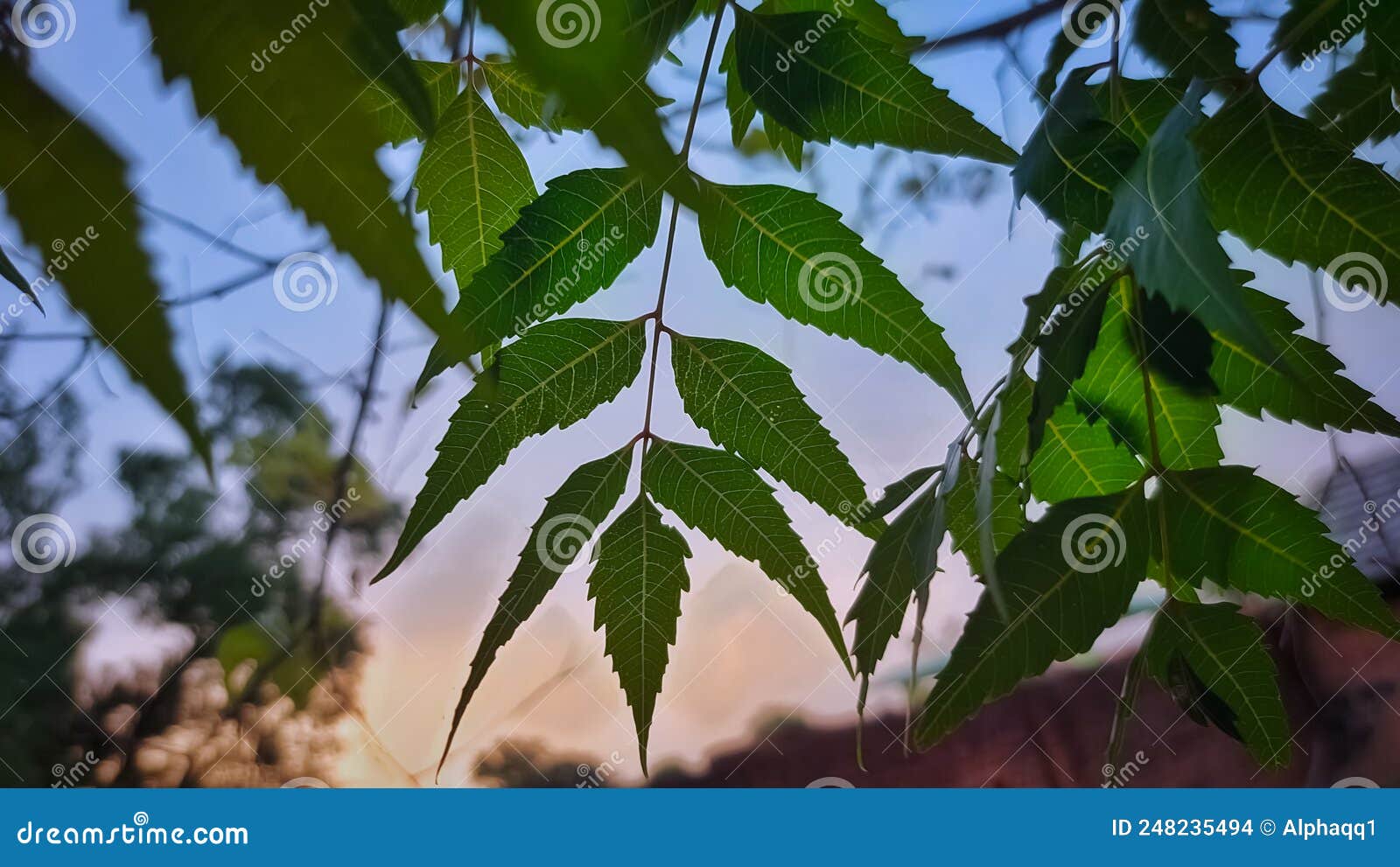 Organic green neem leaves stock photo. Image of jungle - 248235494