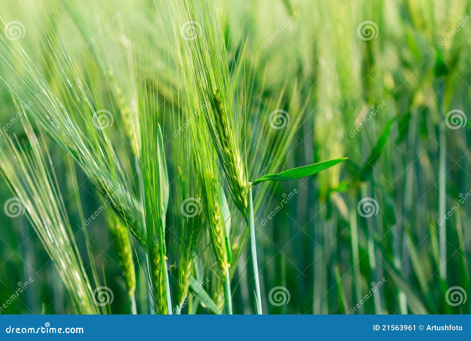 Organic Green Spring Grains Stock Image - Image of blue, cereal: 21563961