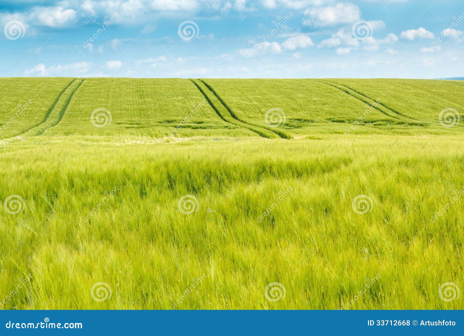 Organic Green Spring Grains Field Stock Photo - Image of healthy, food ...
